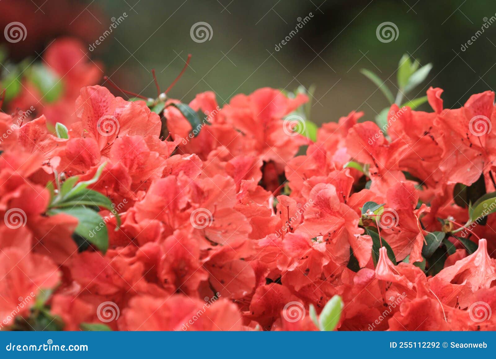 Rhododendron Simsii, Azalea Blooming on Tree at Spring 20 March 2011 ...