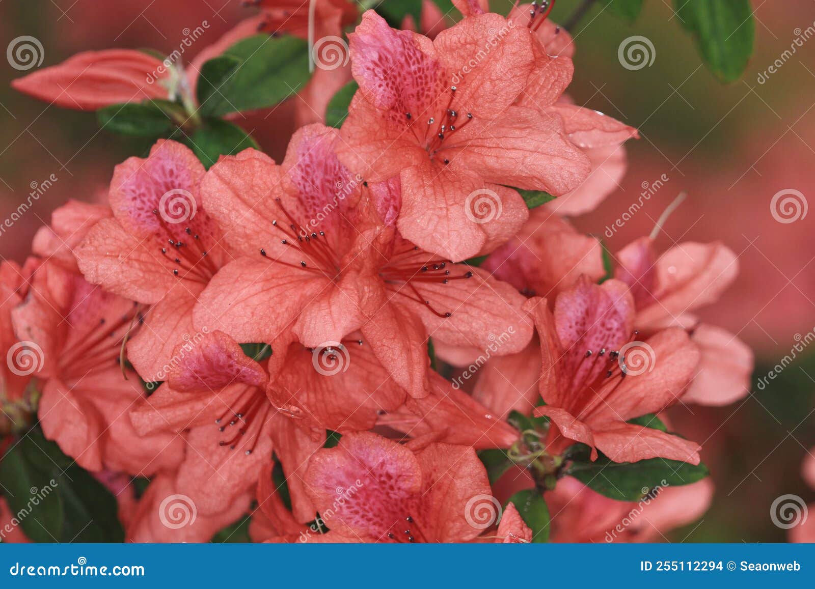 Rhododendron Simsii, Azalea Blooming on Tree at Spring 20 March 2011 ...