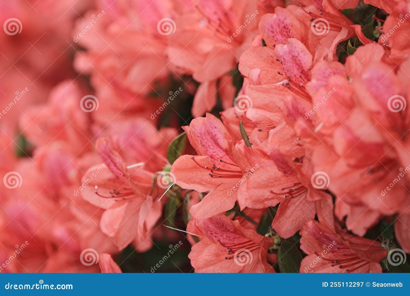Rhododendron Simsii, Azalea Blooming on Tree at Spring 20 March 2011 ...