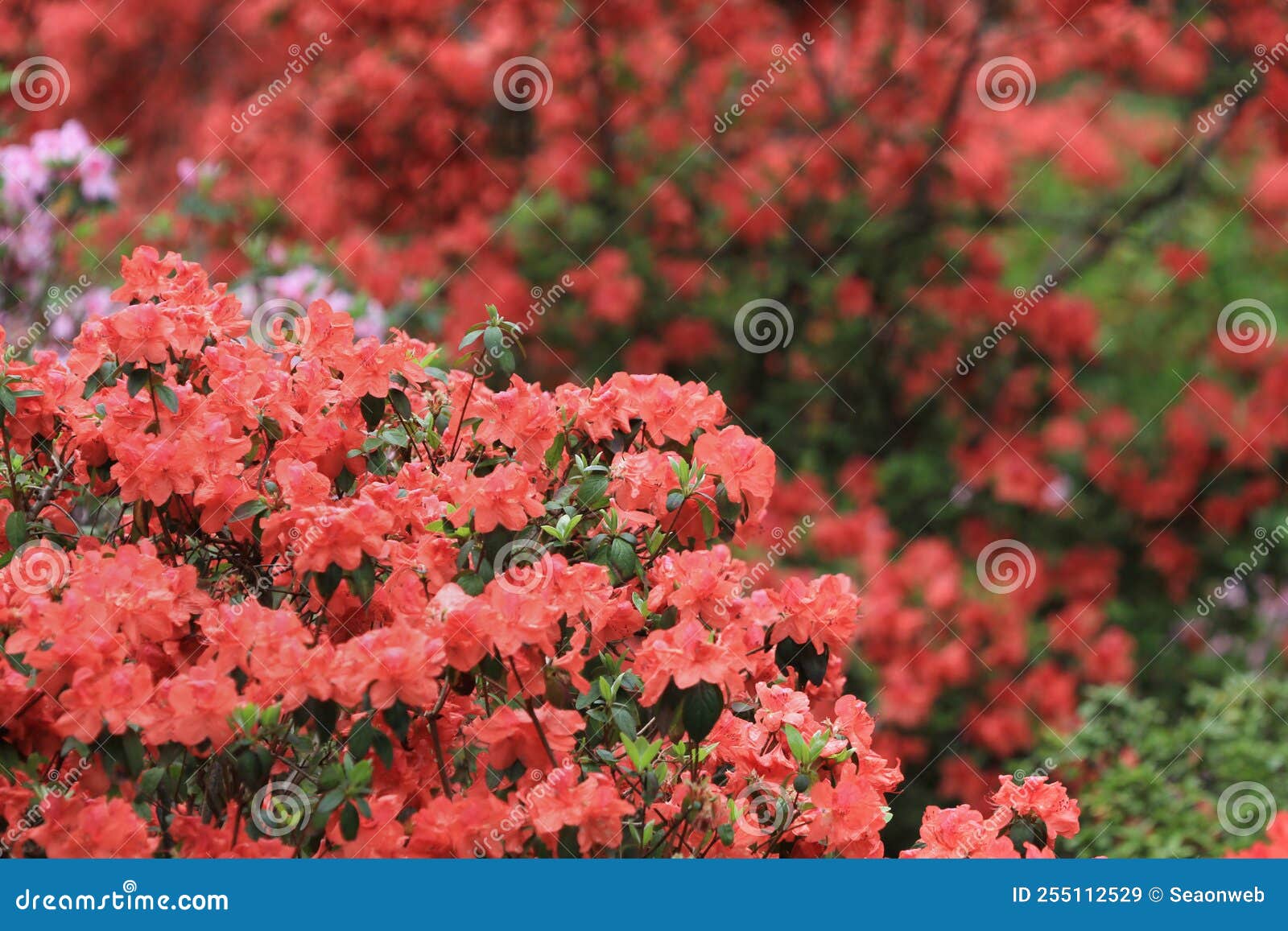 Rhododendron Simsii, Azalea Blooming on Tree at Spring 20 March 2011 ...