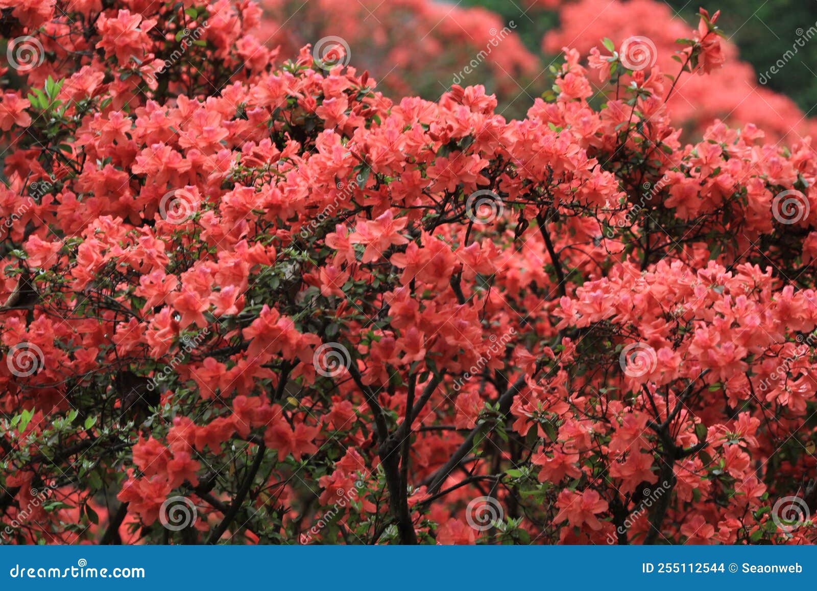Rhododendron Simsii, Azalea Blooming on Tree at Spring 20 March 2011 ...