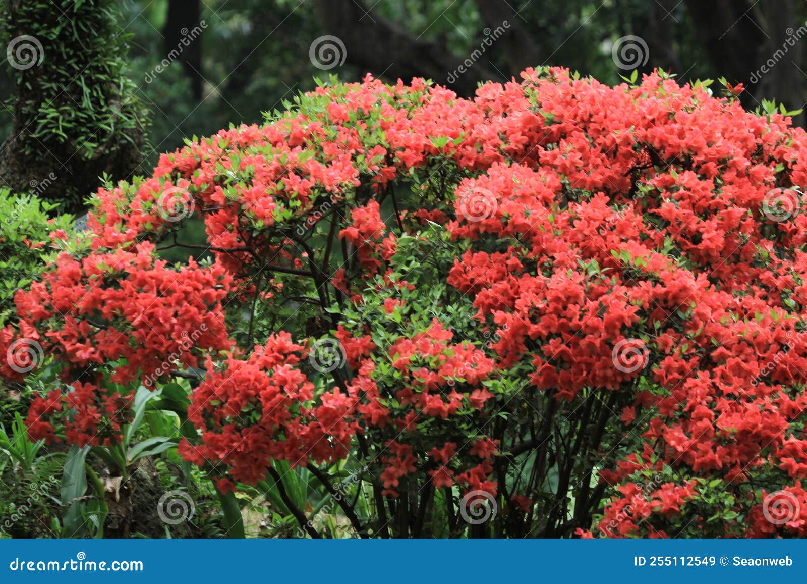 Rhododendron Simsii, Azalea Blooming on Tree at Spring 20 March 2011 ...