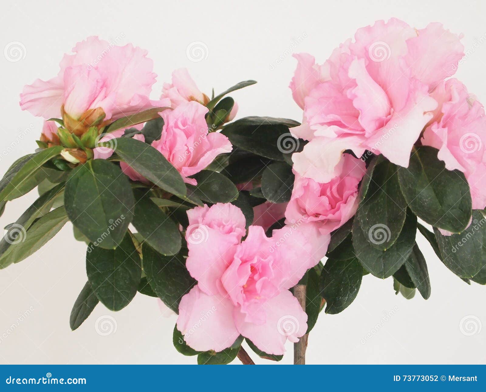 Rhododendron Simsii, Indian Azala Royalty-Free Stock Photo ...