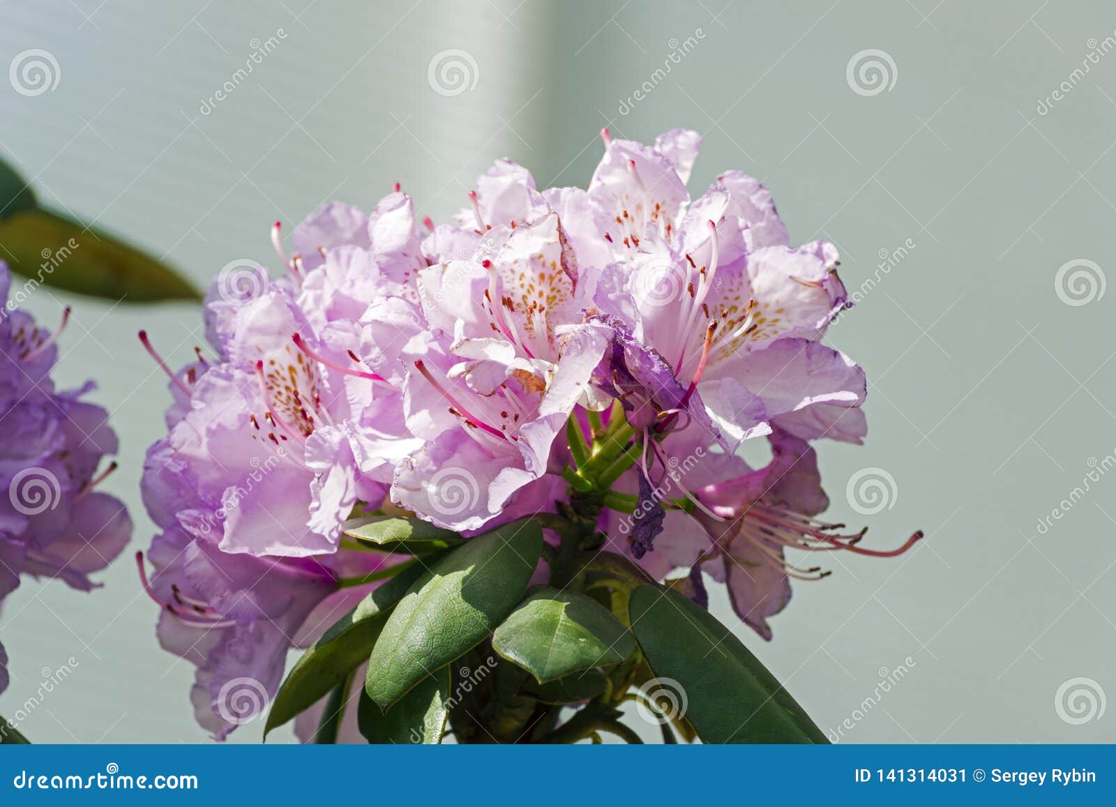 Rhododendron of the Spriditis Species Stock Image - Image of bloom ...