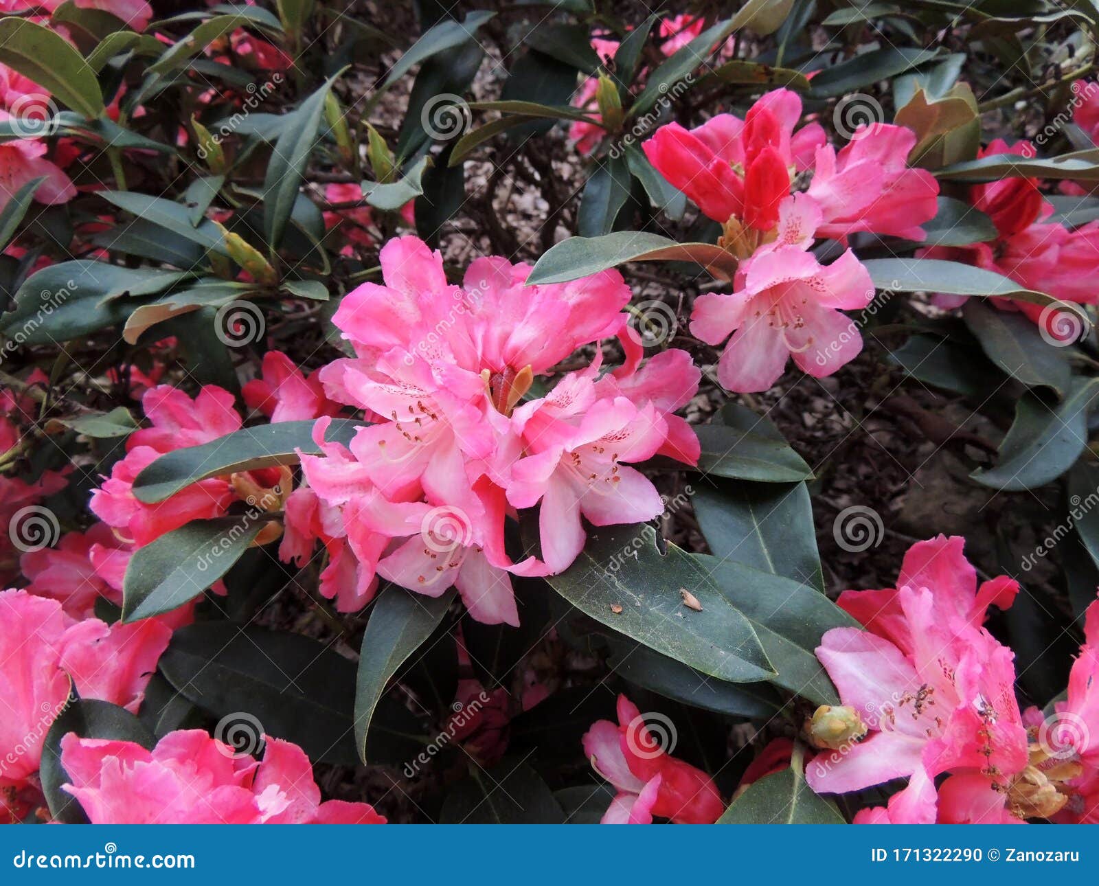 Rhododendron during Flowering Stock Photo - Image of deciduous, deep ...