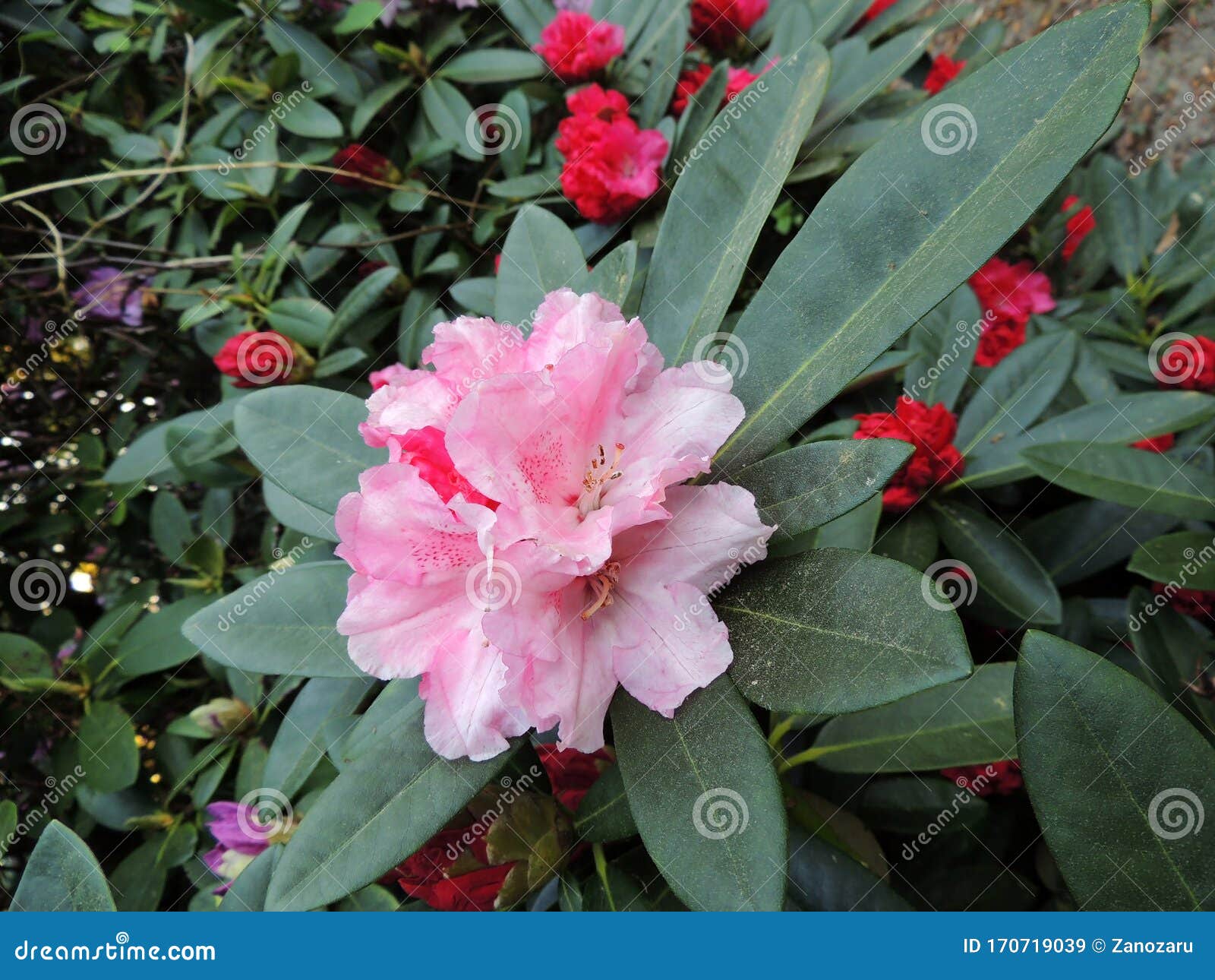 Rhododendron in spring stock image. Image of flower - 170719039