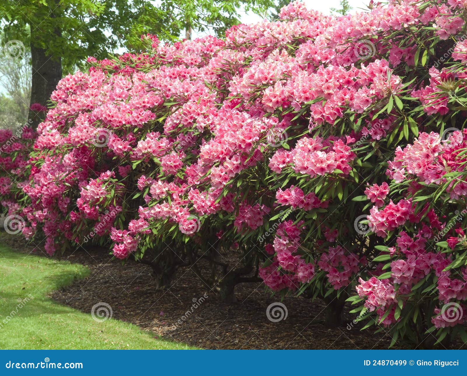 Rhododendron tree. stock image. Image of rhododendrons - 24870499