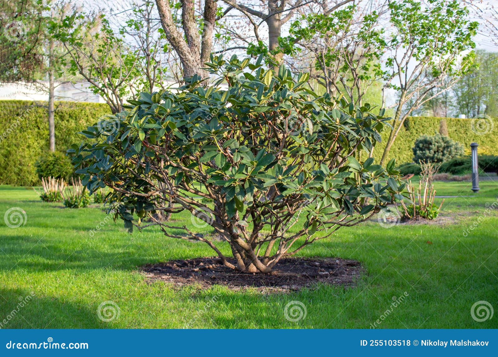 Rhododendron Tree before Flowering Grows in the Garden. Stock Photo ...