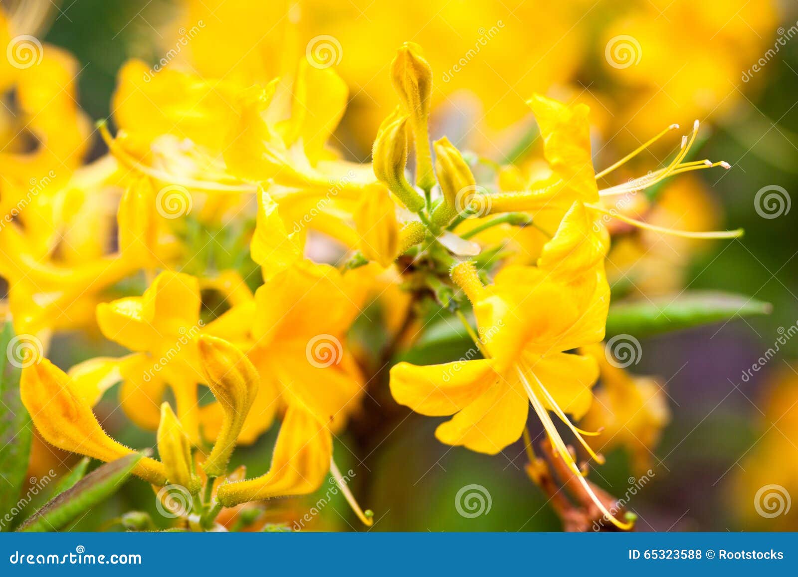 Rhododendron Yellow Flowers Stock Photo - Image of azalea, fragrant ...