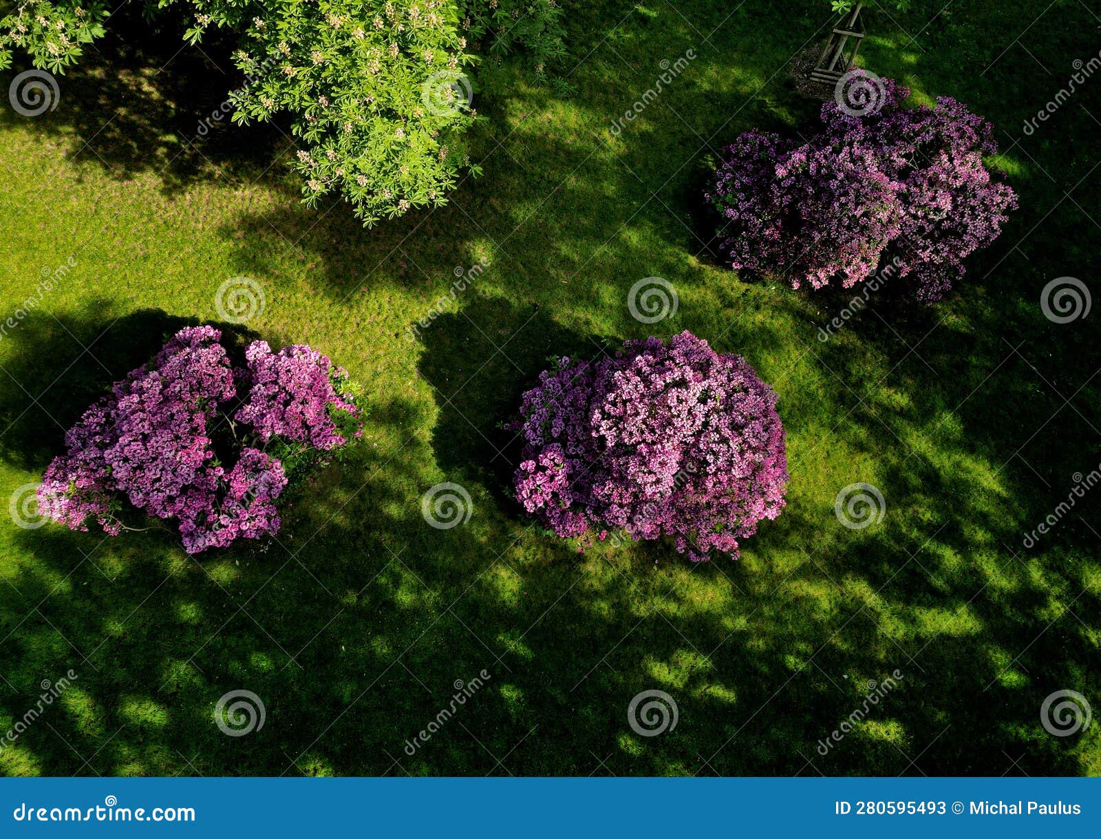 Rhododendrons are usually Medium or Large Evergreen Shrubs, while Stock ...
