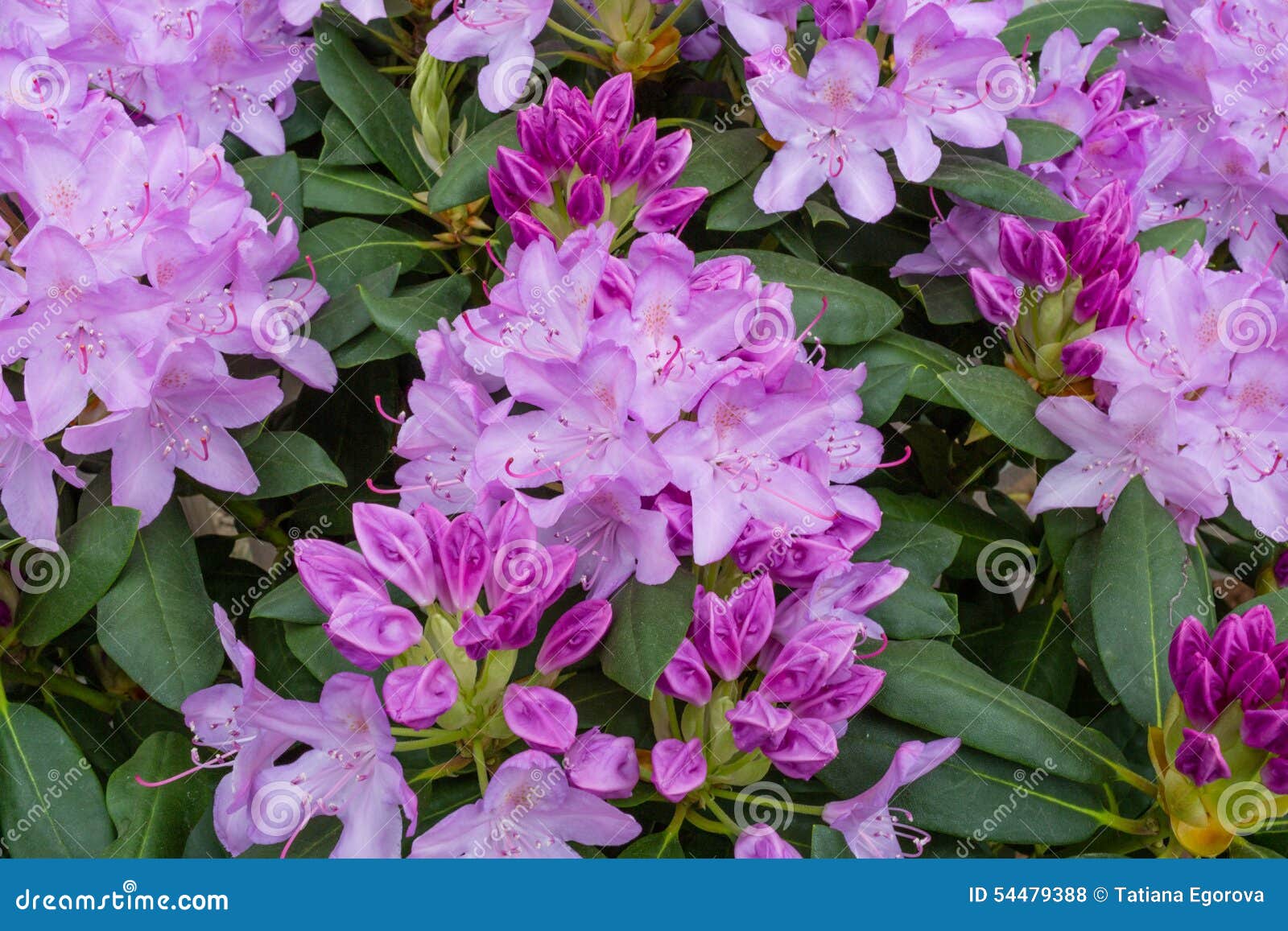 Rhododendrons Bloom in Spring Stock Photo - Image of garden ...