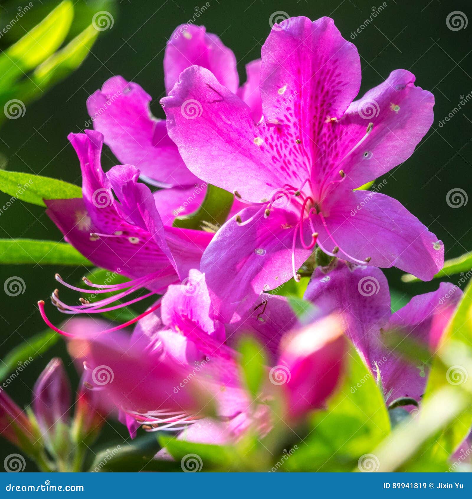 Rhododendronsimsii Planch fotografering för bildbyråer. Bild av natur ...