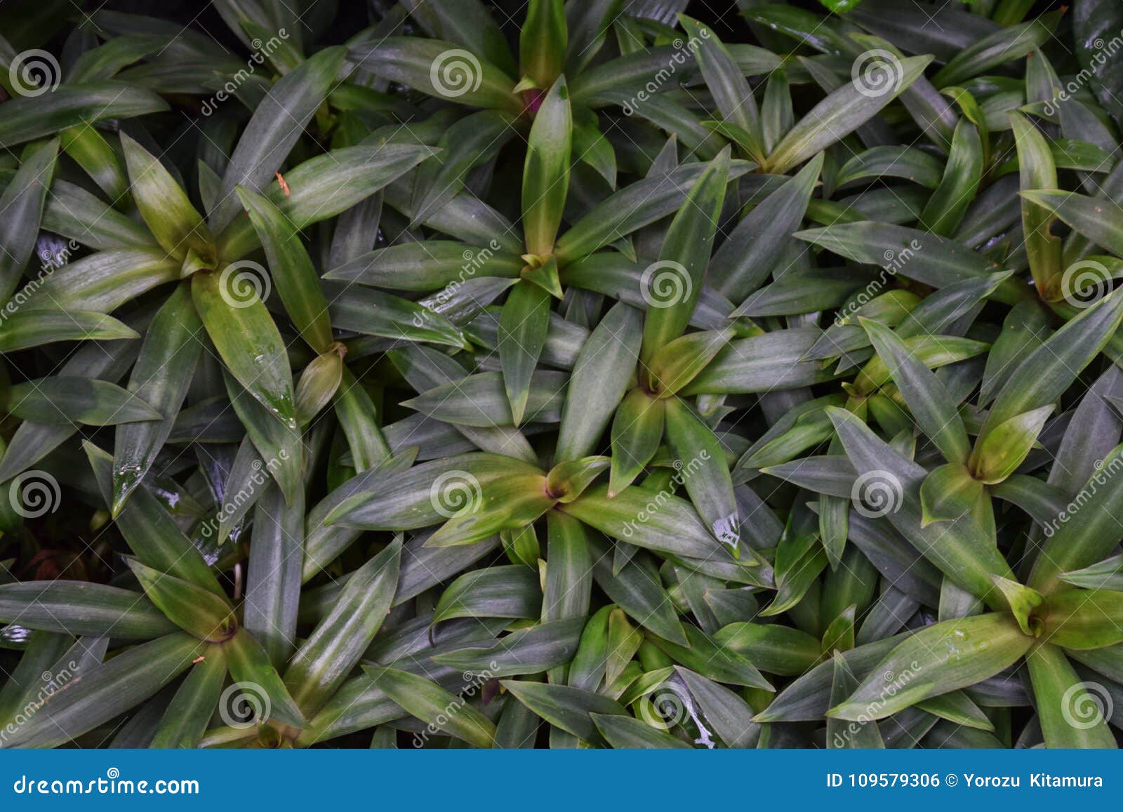 Rhoeo spathacea stock photo. Image of mexicorhoeo, boat - 109579306