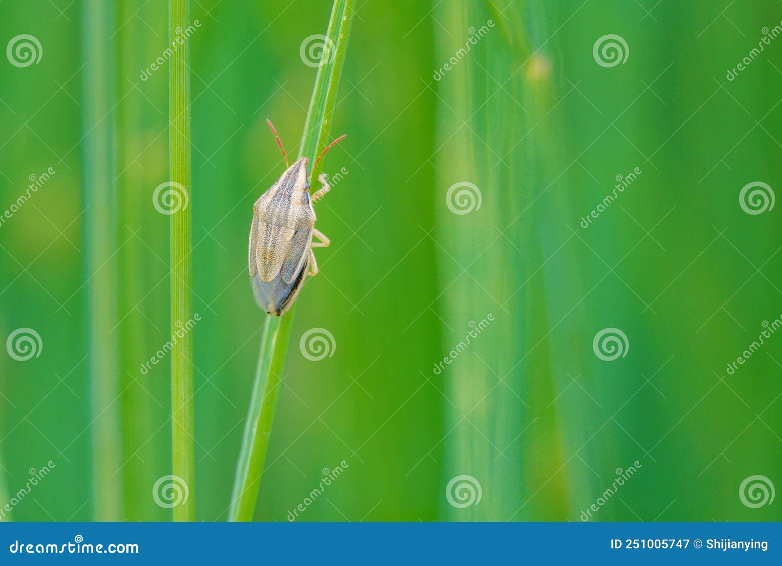 Rhombic stinkbug stock image. Image of wildlife, hemiptera - 251005747