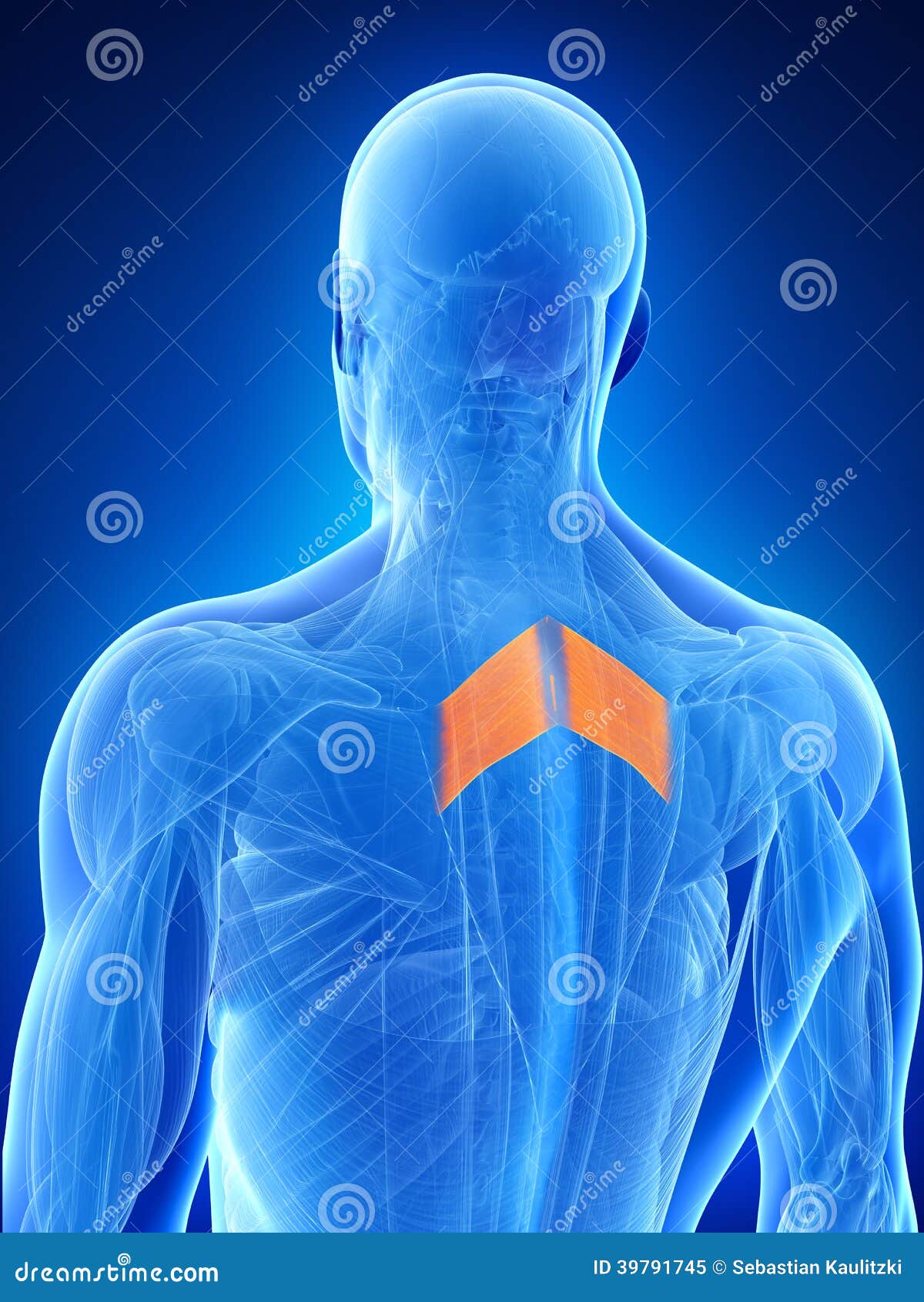 The rhomboid major stock illustration. Illustration of rhomboid - 39791745