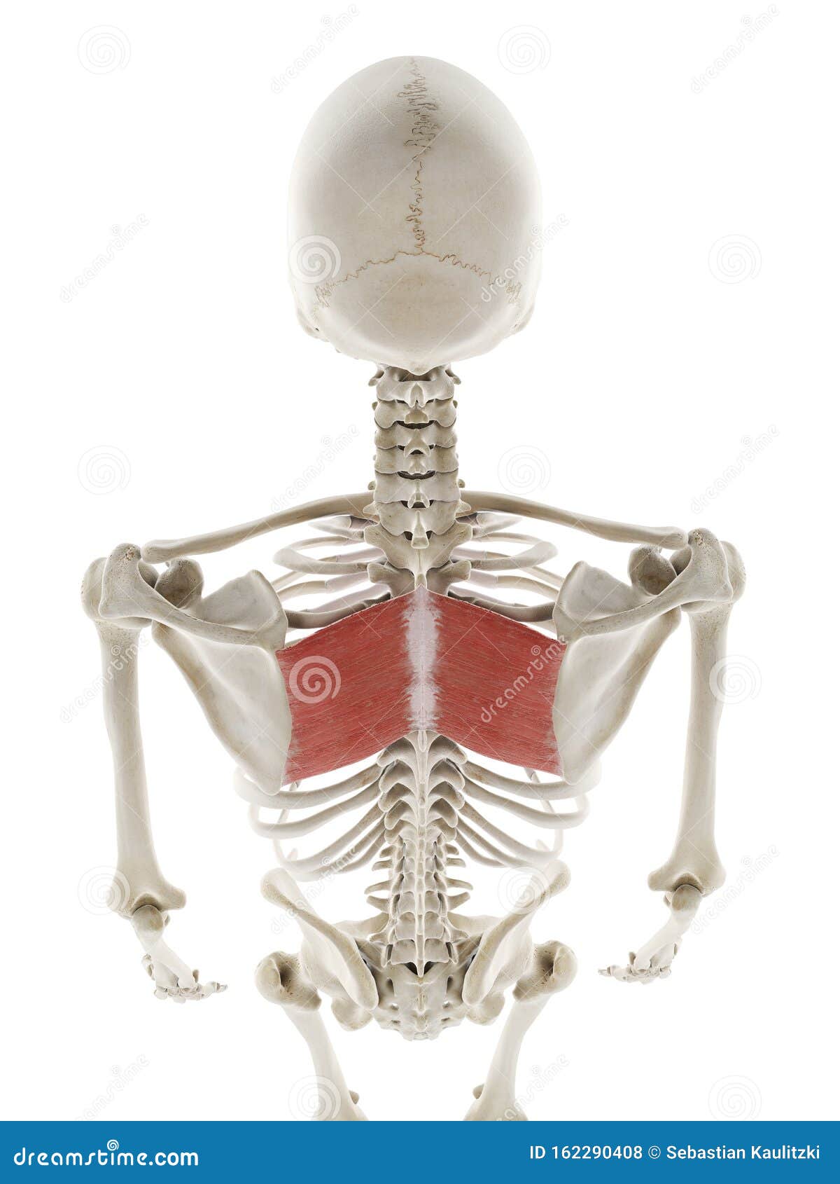 The Rhomboid Major Stock Illustration | CartoonDealer.com #162290503