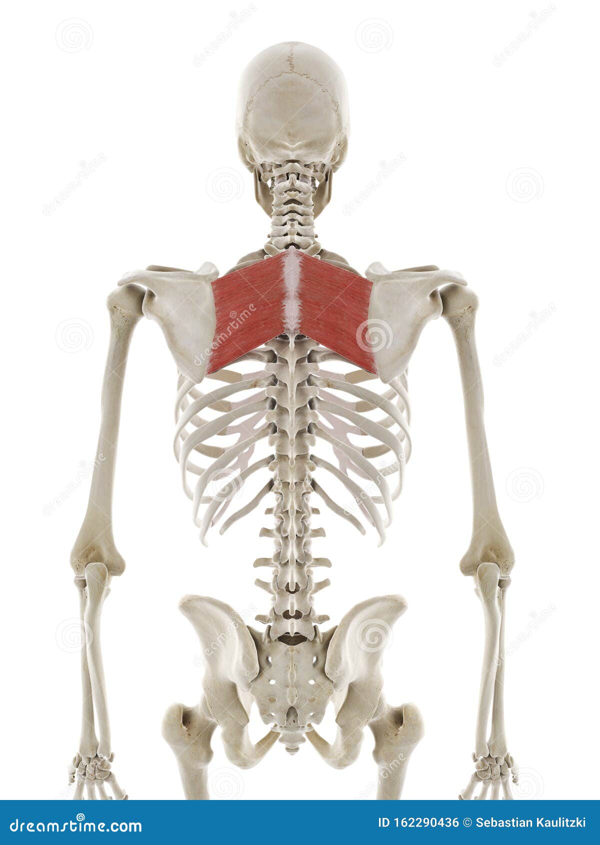 The rhomboid major stock illustration. Illustration of biology - 162290436