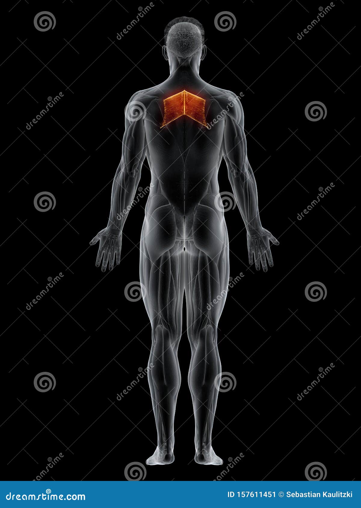 The rhomboid major stock illustration. Illustration of back - 157611451