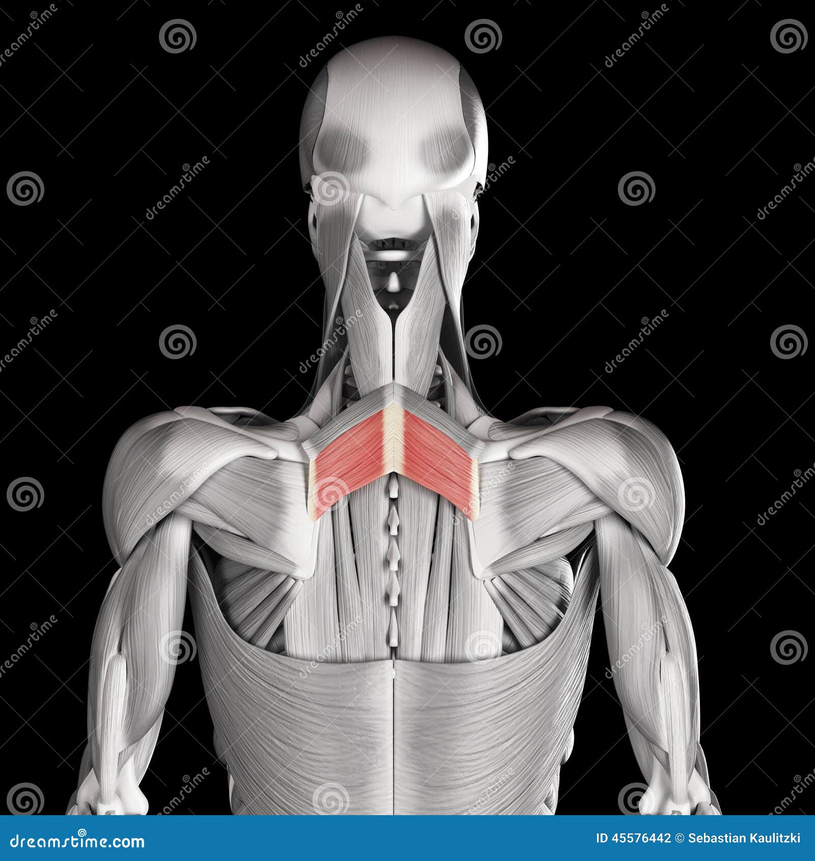 The rhomboid major stock illustration. Illustration of rhomboid - 45576442