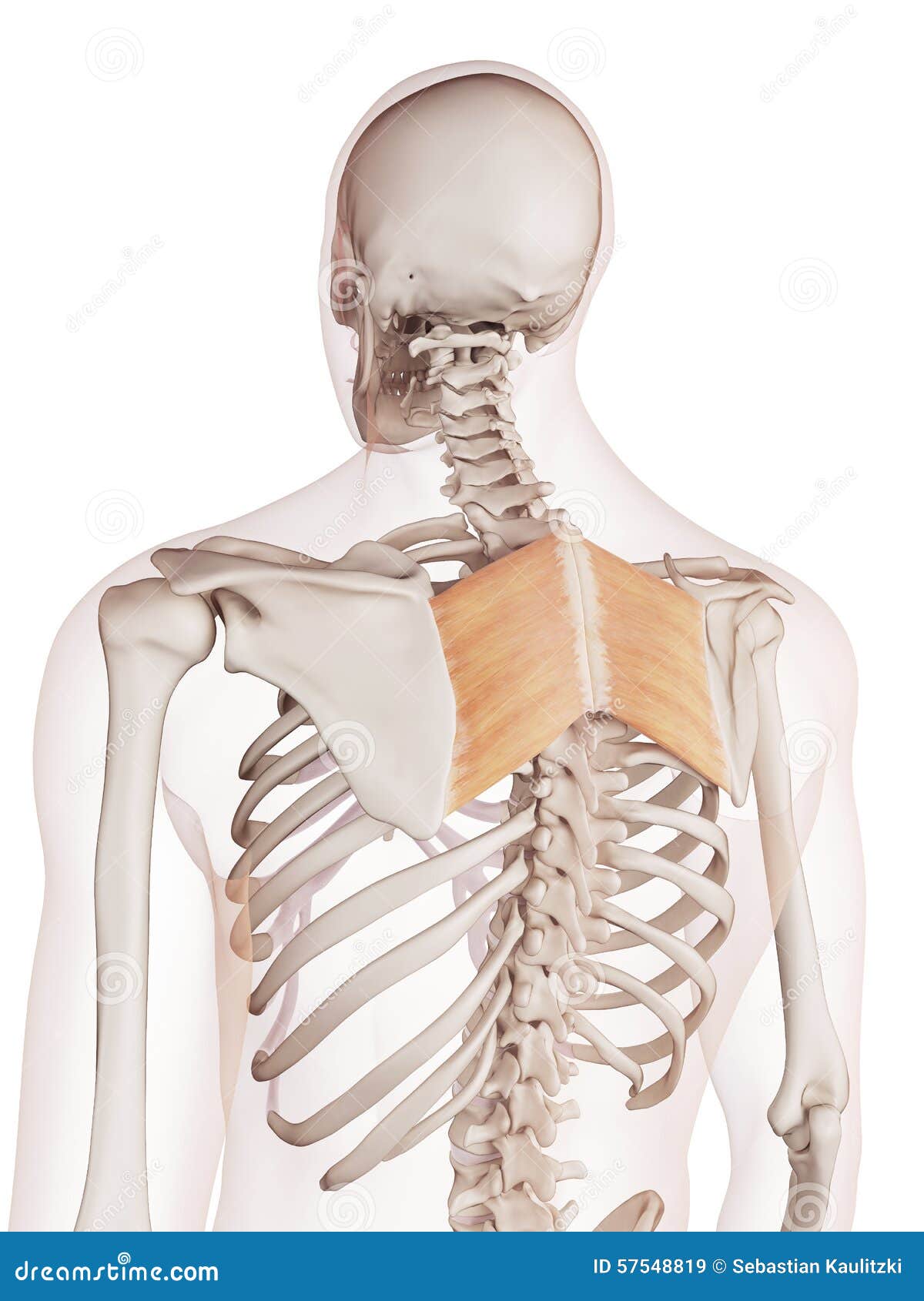 The rhomboid major stock illustration. Illustration of white - 57548819