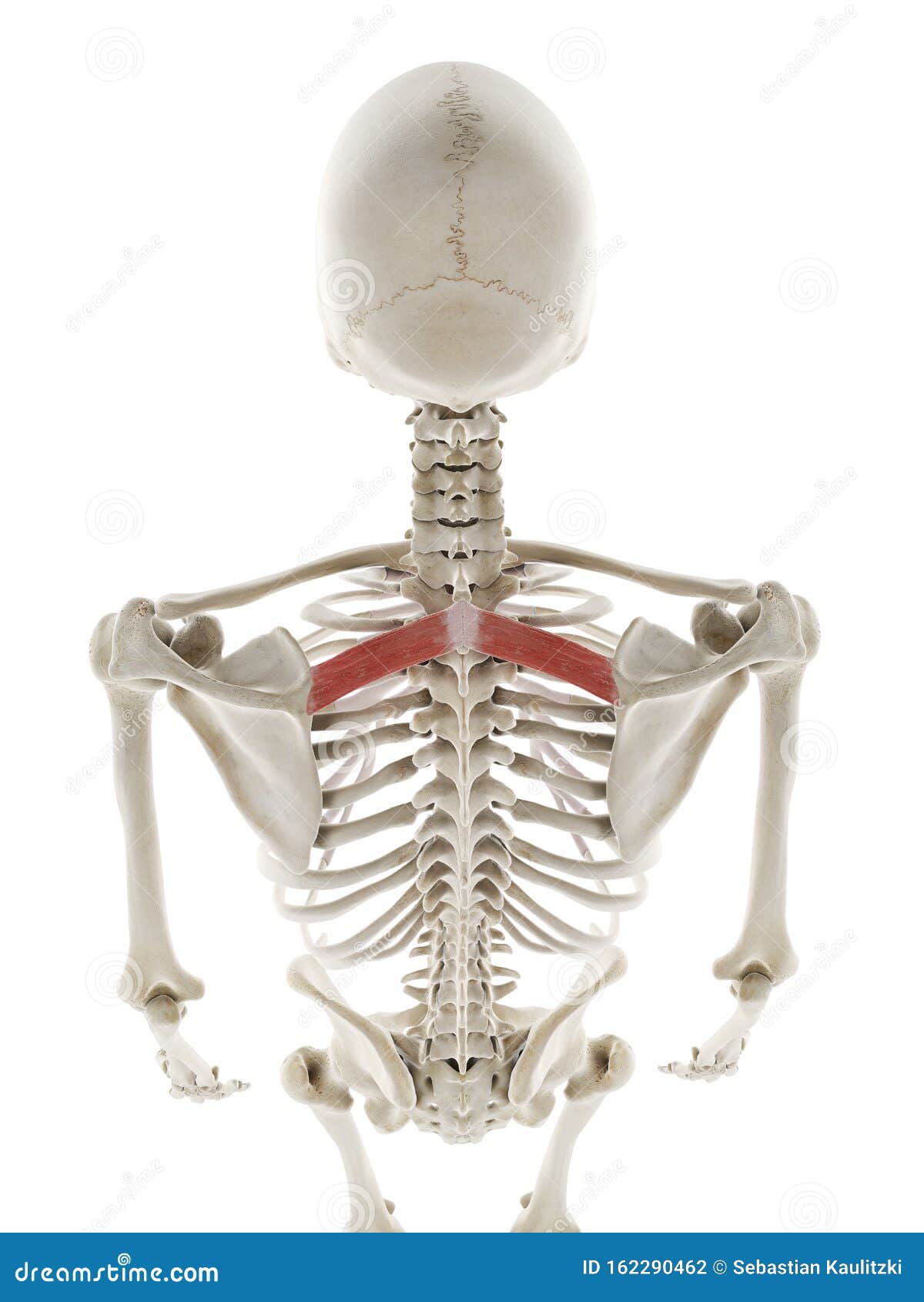 The rhomboid minor stock illustration. Illustration of biology - 162290462