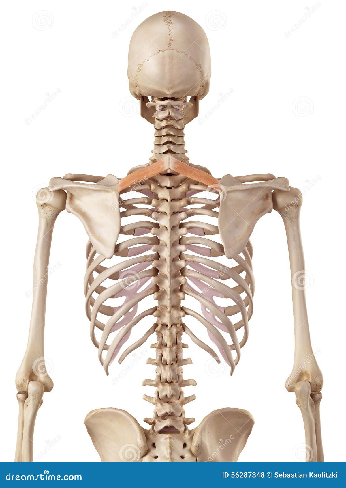 The rhomboid minor stock illustration. Illustration of muscle - 56287348