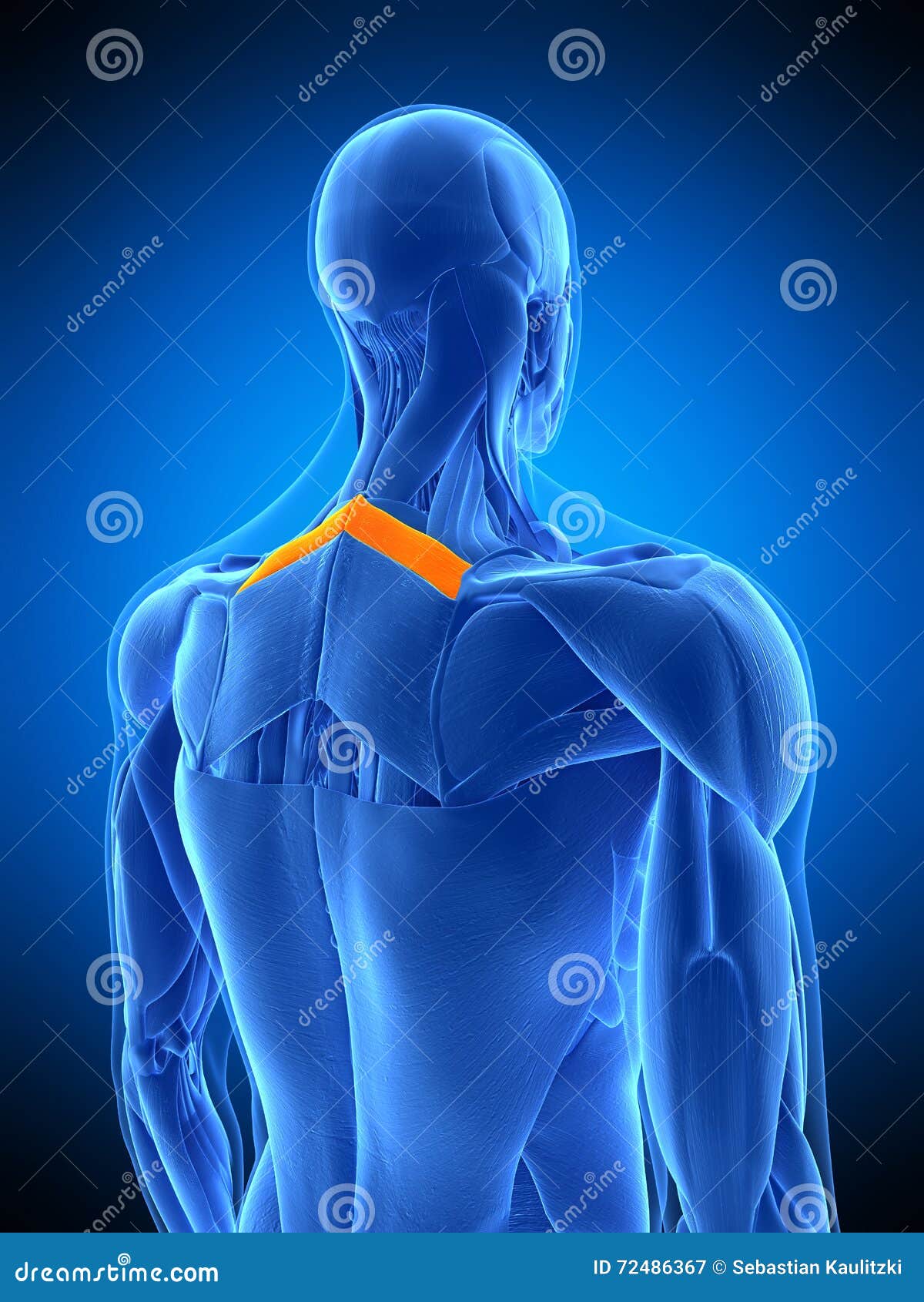 The Rhomboid Minor Stock Photo | CartoonDealer.com #45575916