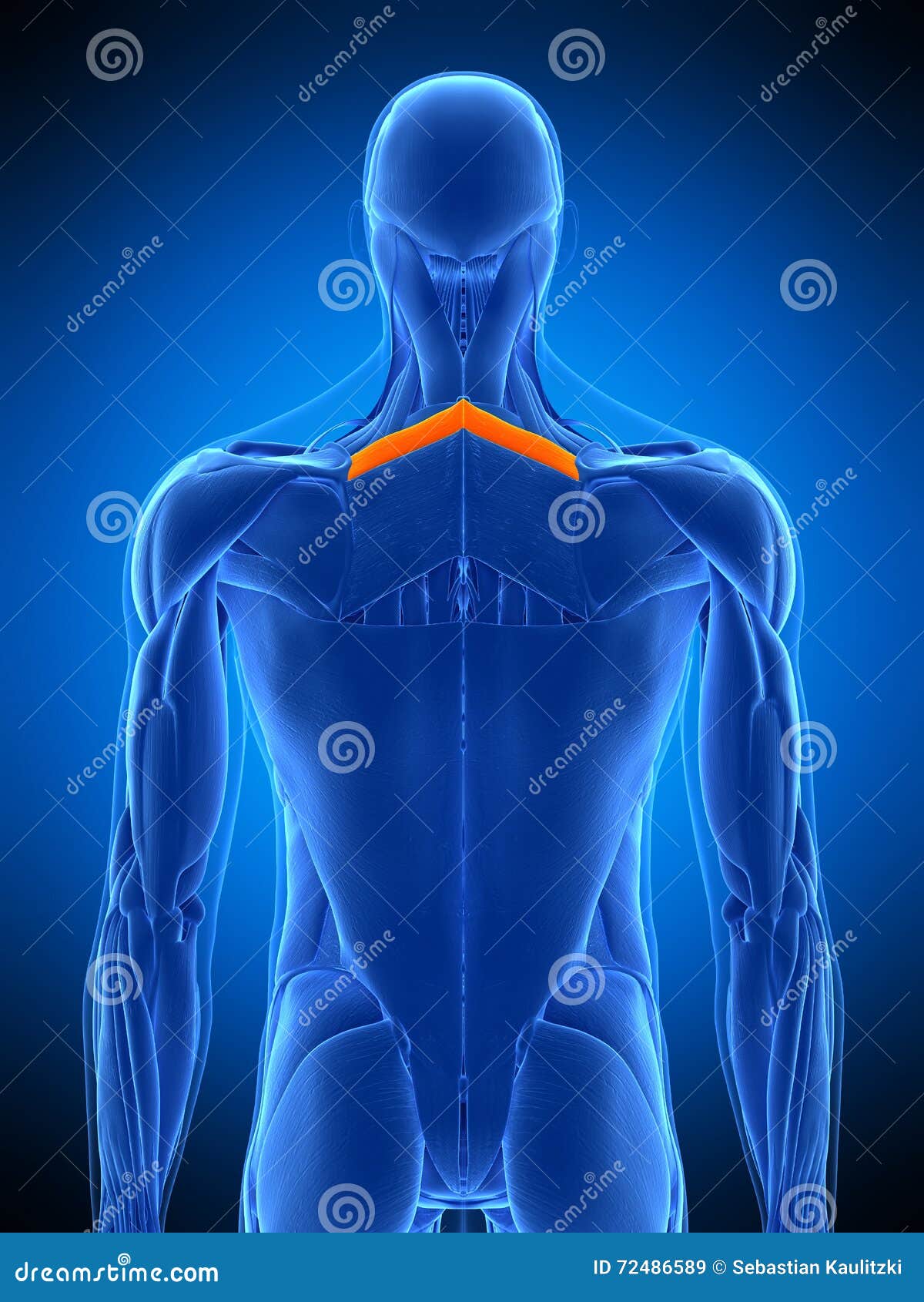 The rhomboid minor stock illustration. Illustration of medical - 72486589