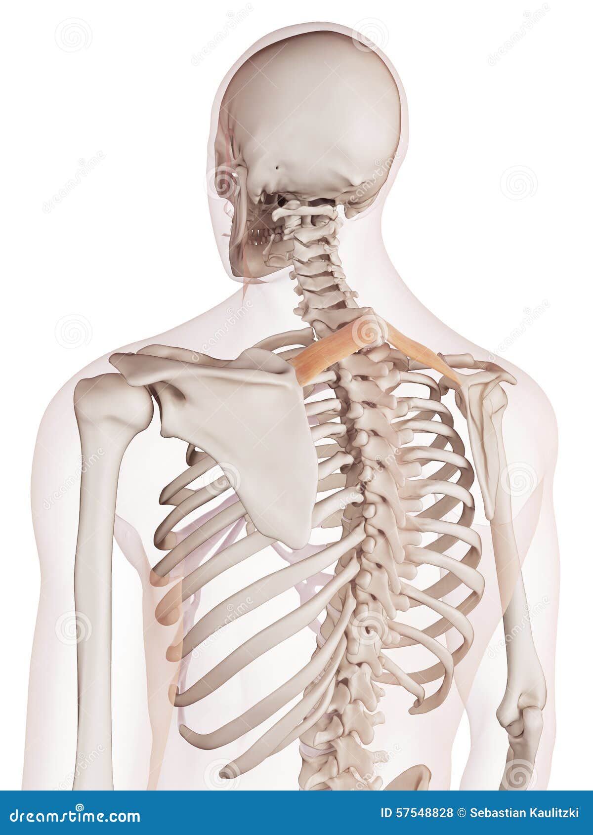 The rhomboid minor stock illustration. Illustration of skeleton - 57548828