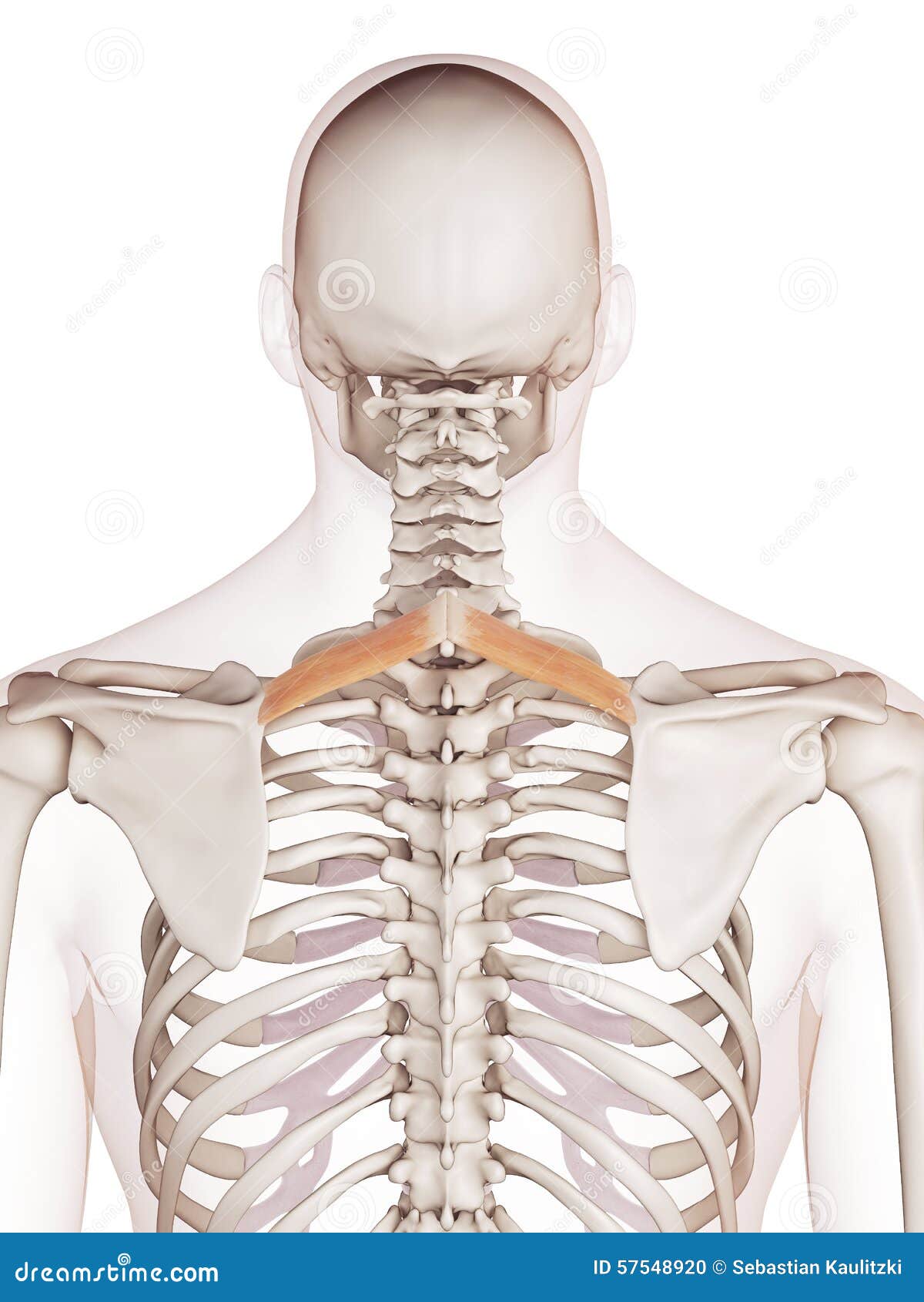 The rhomboid minor stock illustration. Illustration of science - 57548920