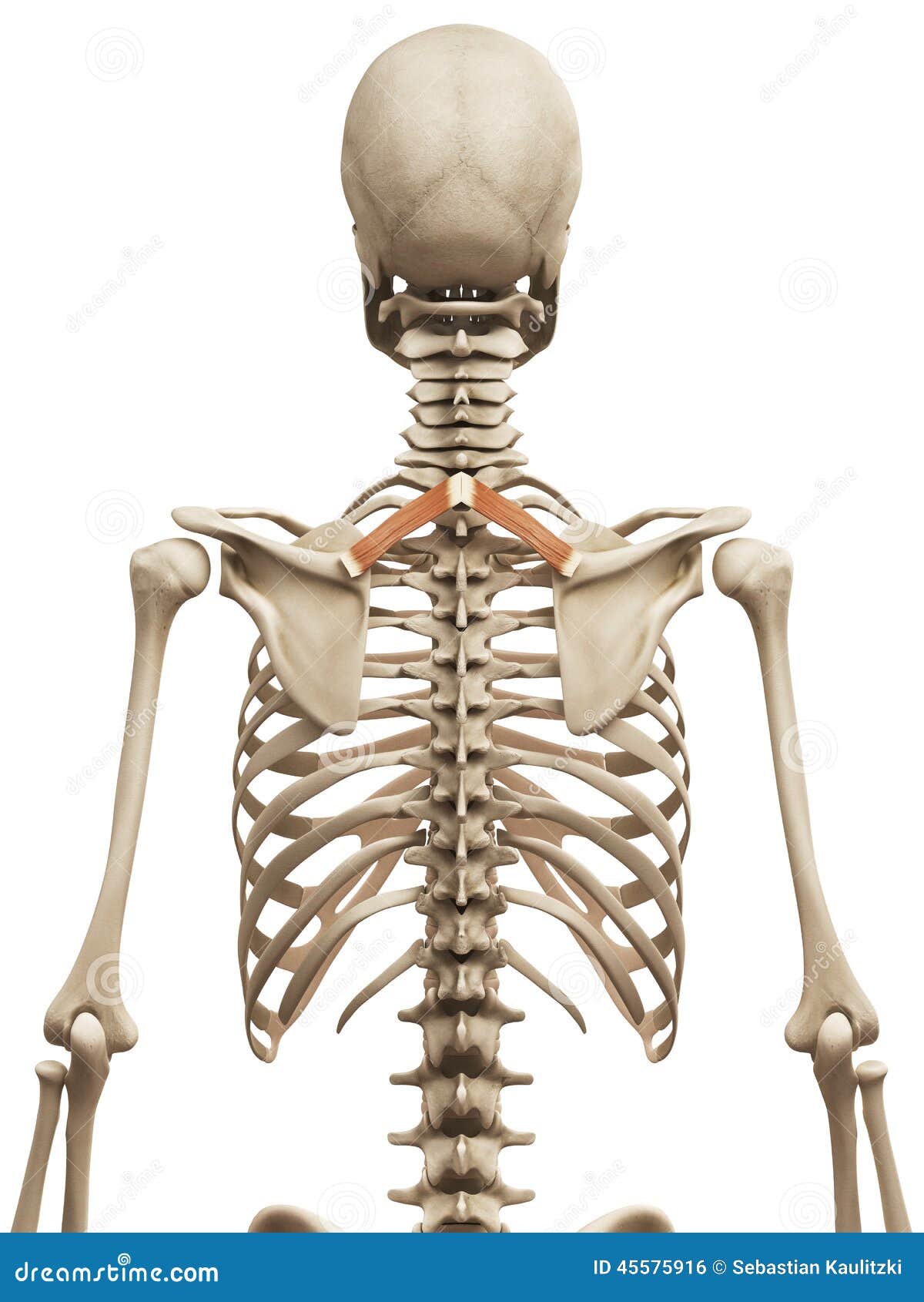 The rhomboid minor stock illustration. Illustration of skeleton - 45575916
