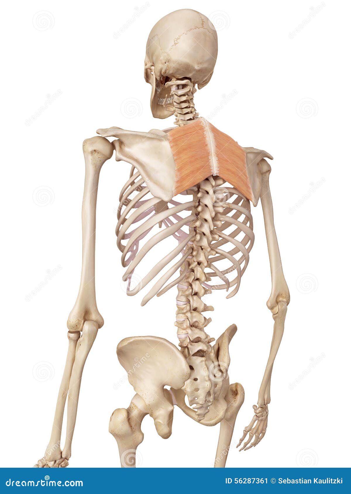 The rhomboid muscles stock illustration. Illustration of science - 56287361