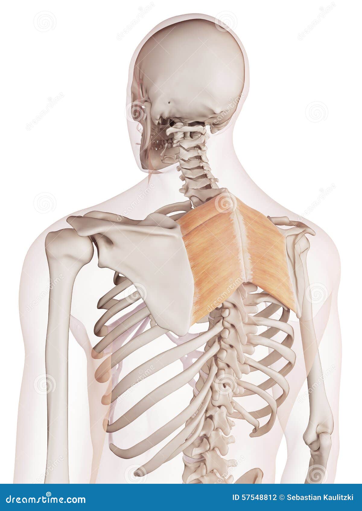 The rhomboids stock illustration. Illustration of white - 57548812