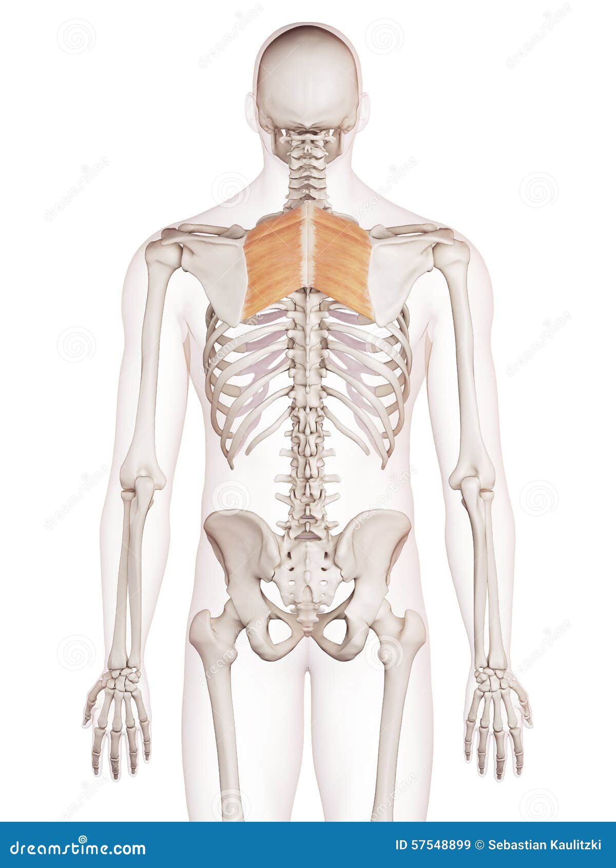 The rhomboids stock illustration. Illustration of health - 57548899