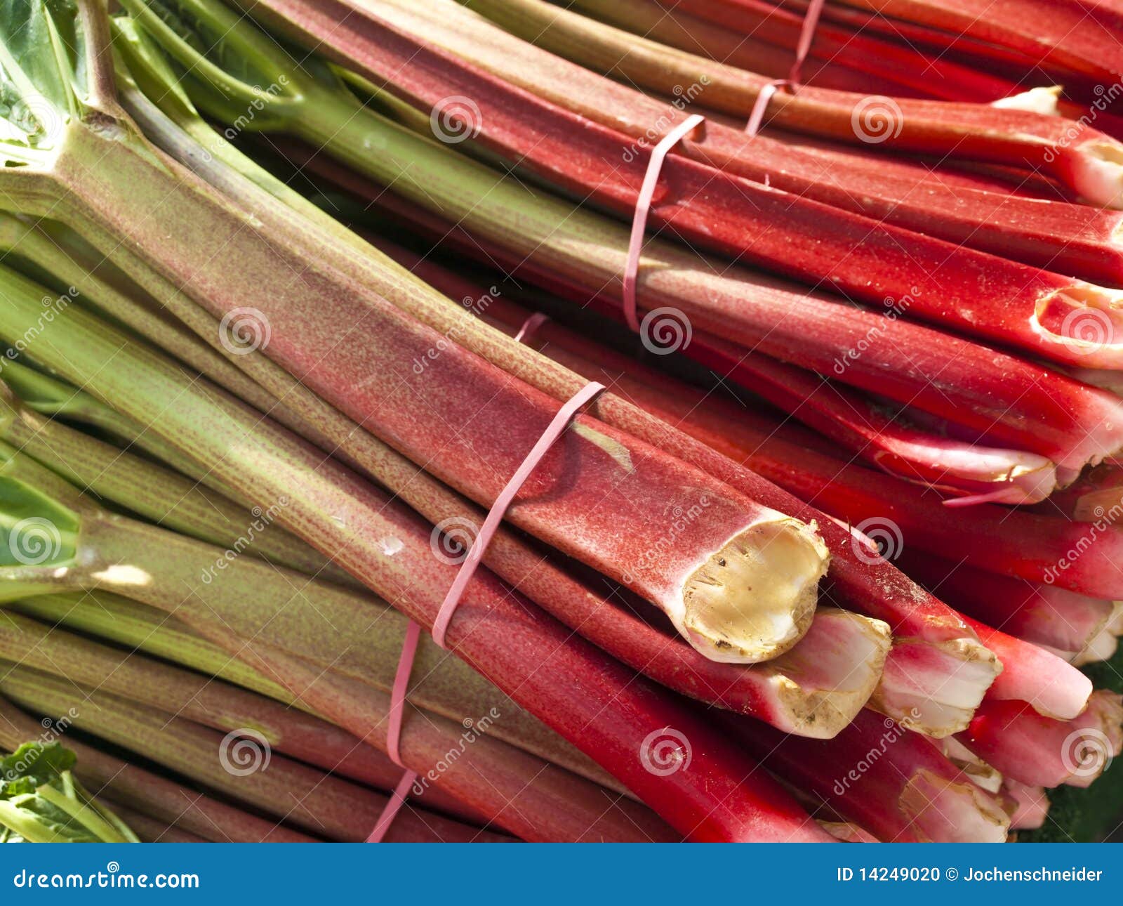 Rhubarb stock photo. Image of healthy, baking, offer - 14249020