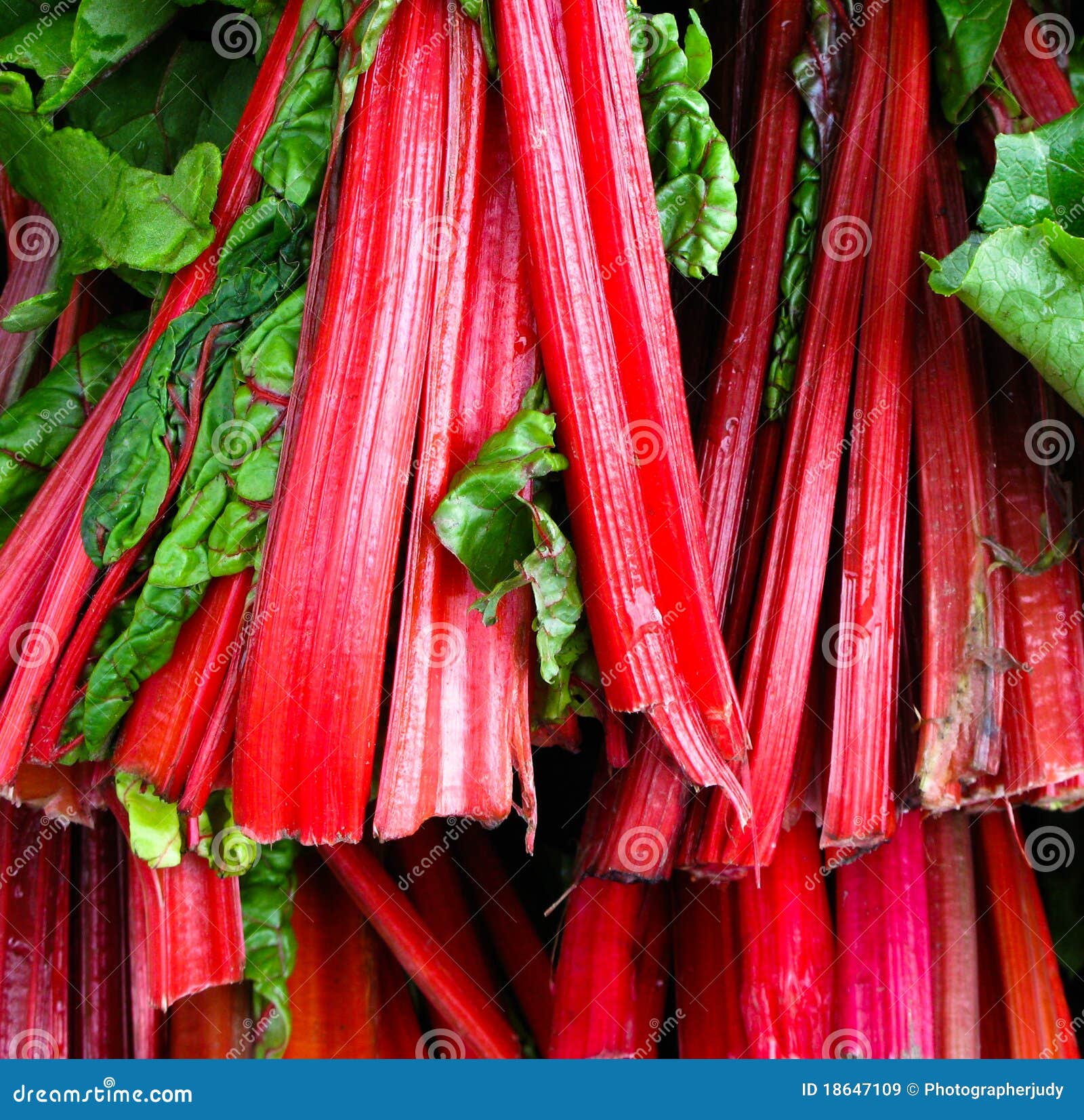 Rhubarb stock image. Image of sunlight, vegetables, leaves - 18647109