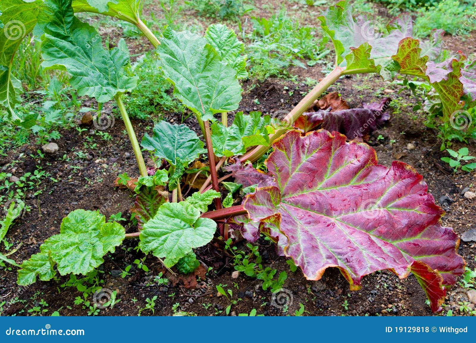 Rhubarb stock photo. Image of young, drop, field, fresh - 19129818