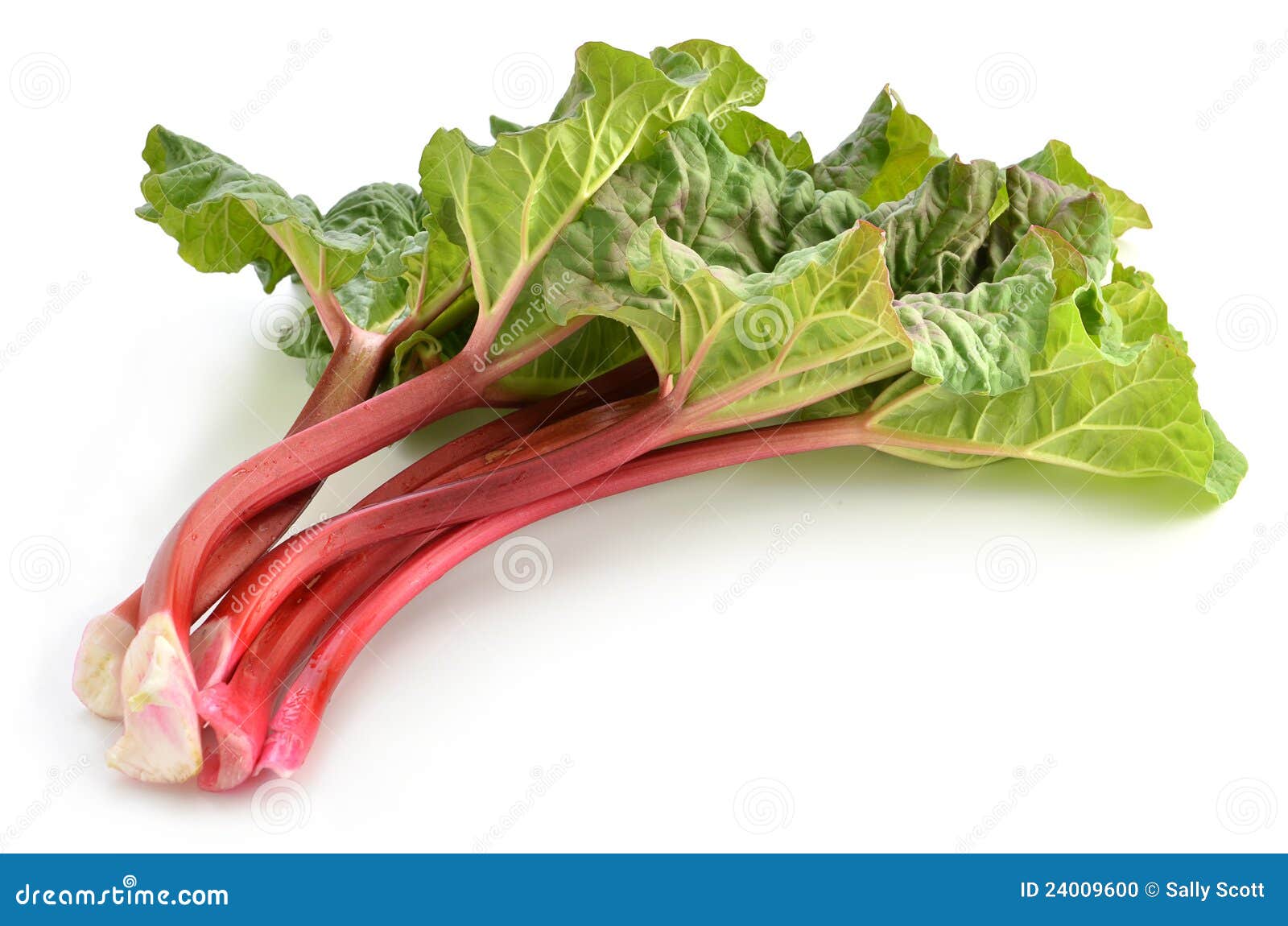 Rhubarb stock photo. Image of fruit, tart, plant, leaves - 24009600