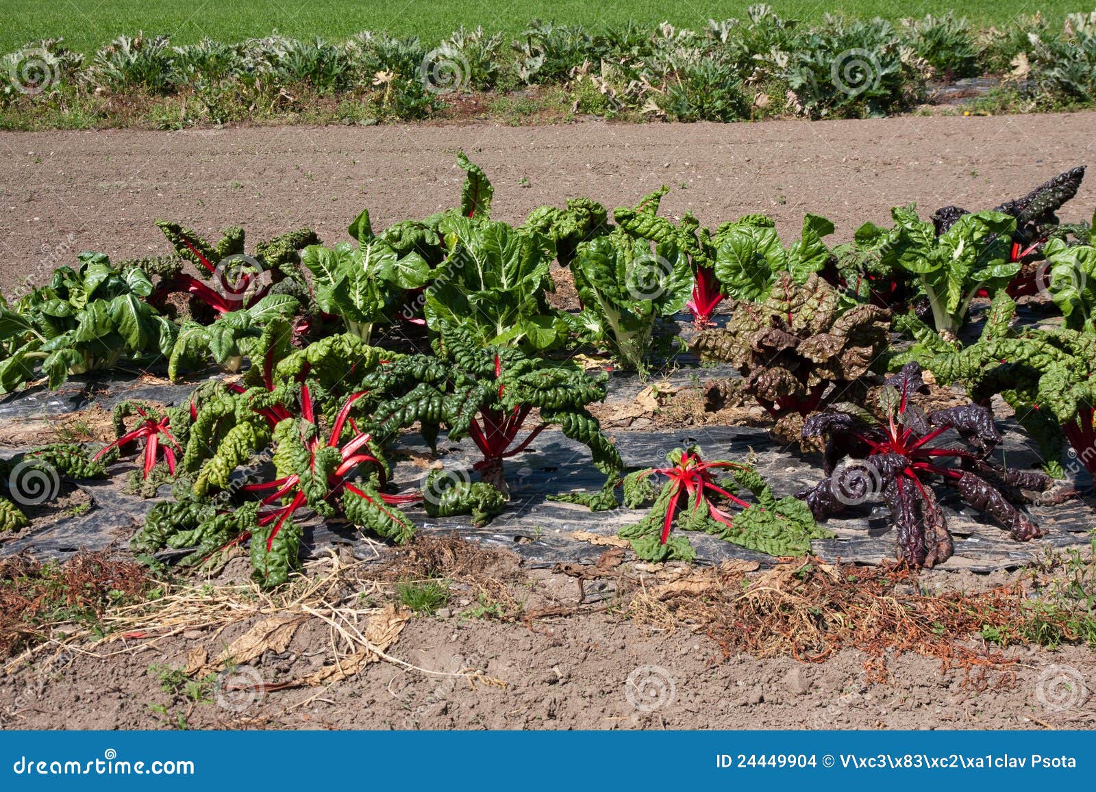 Rhubarb stock photo. Image of vegetable, farming, farm - 24449904