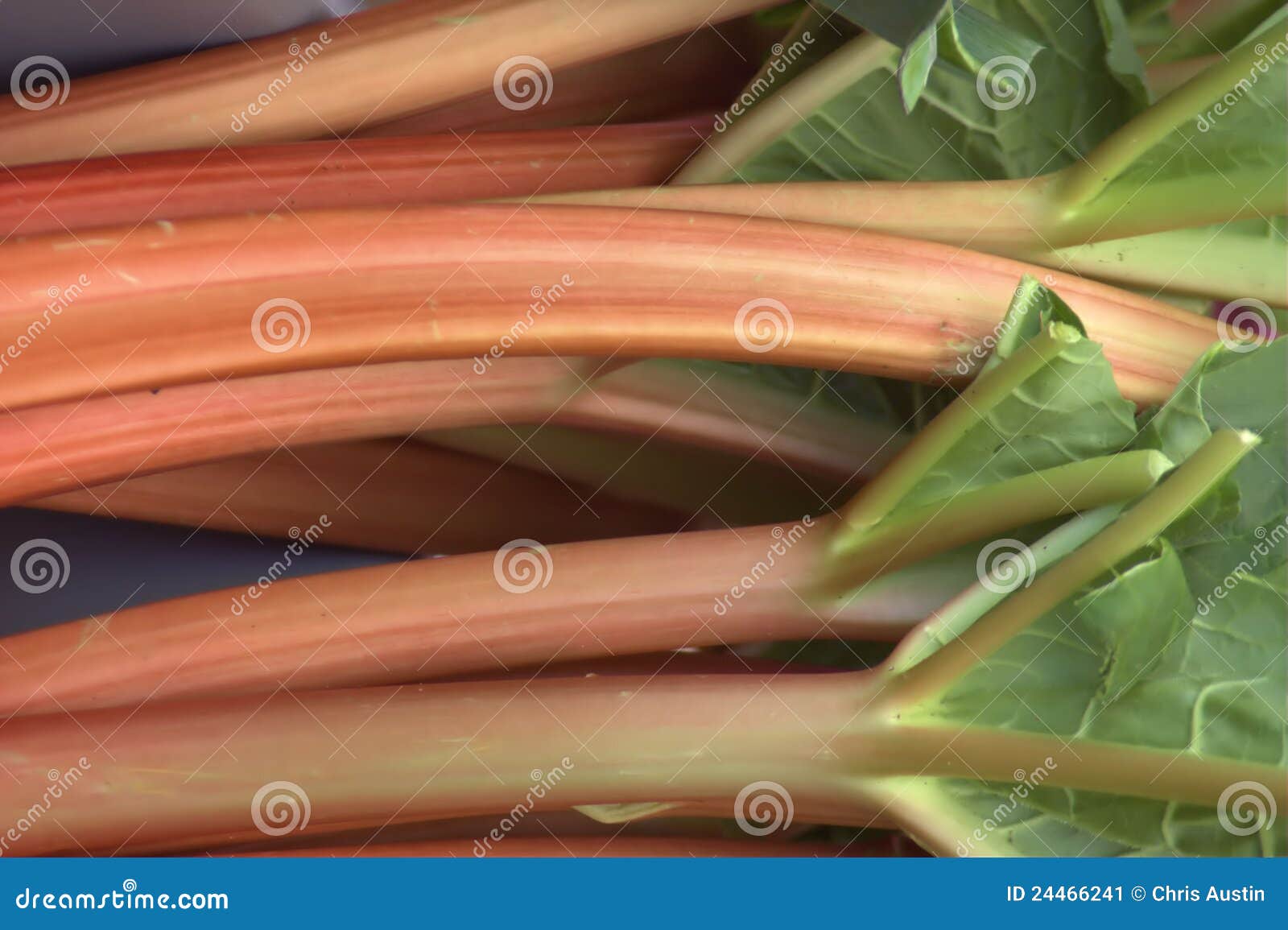 Rhubarb stock image. Image of curves, herb, balm, healthy - 24466241