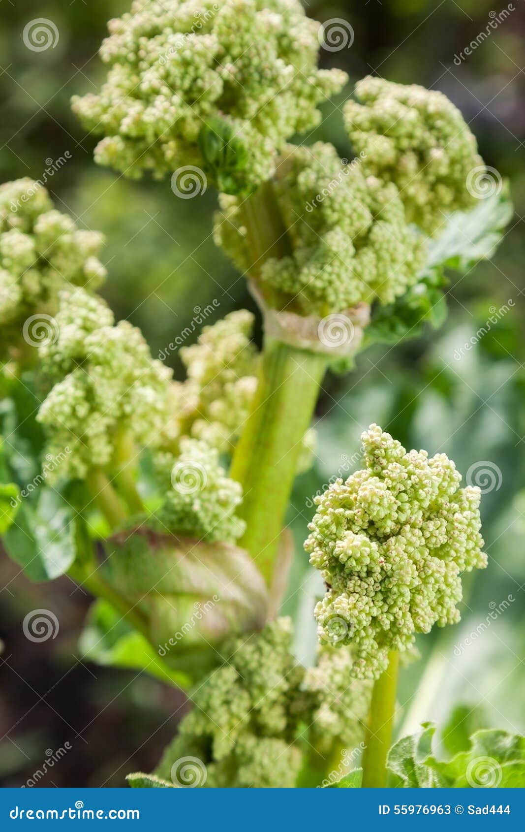 Rhubarb stock image. Image of harvest, horticulture, healthy - 55976963