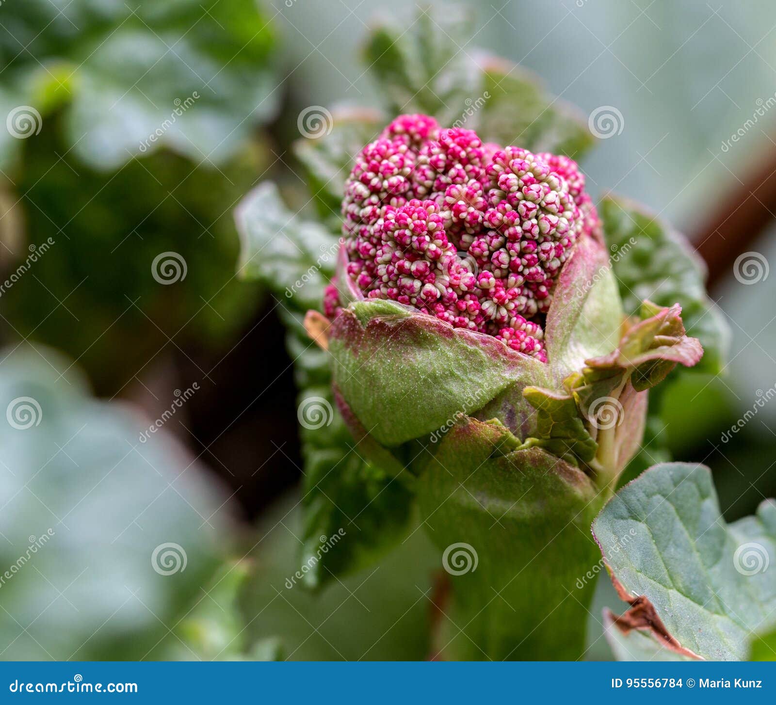 The Rhubarb are in Blossom Flower Head. Stock Photo - Image of farm ...