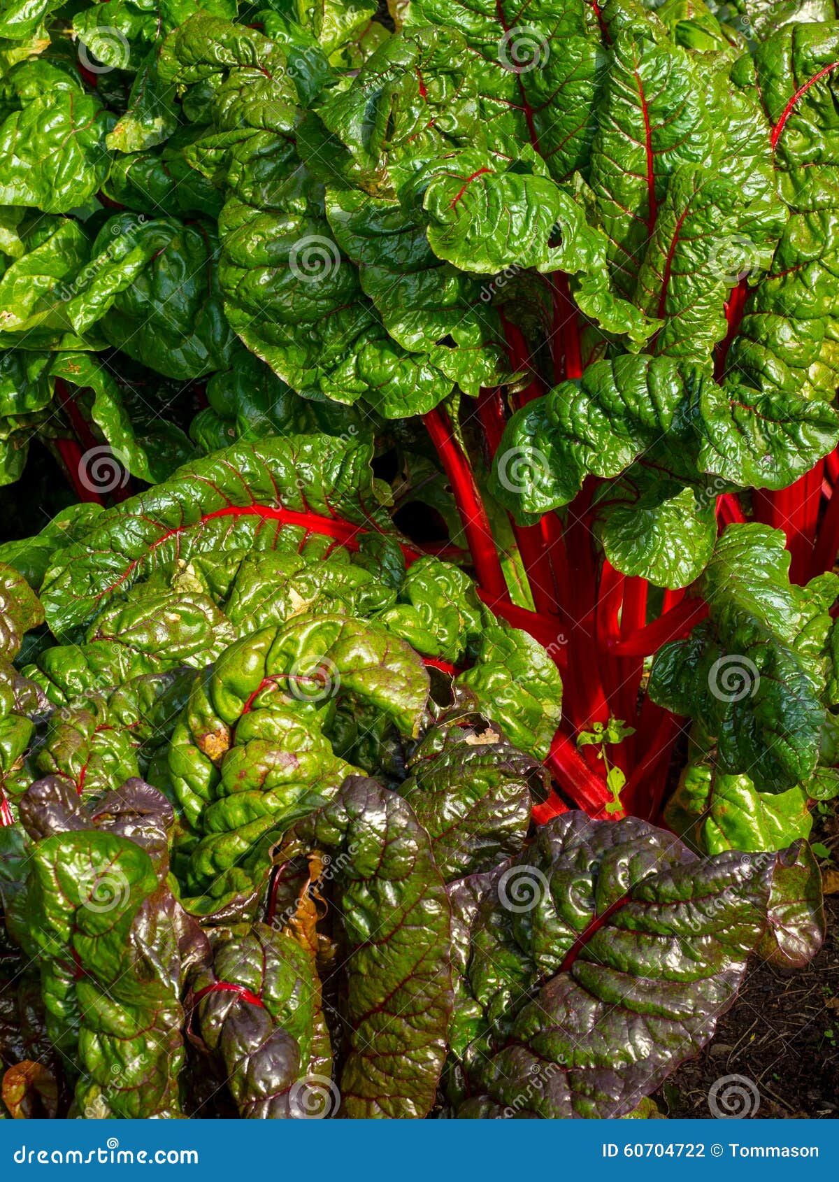 Rhubarb chard stock photo. Image of growing, vulgaris - 60704722