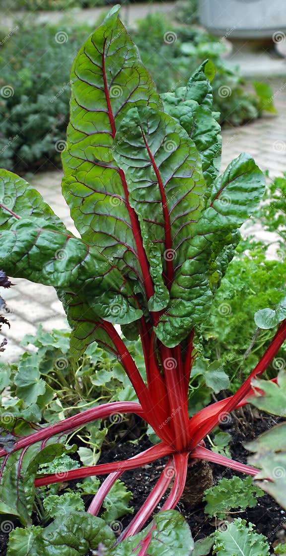 Rhubarb in the Garden stock photo. Image of food, rhubarb - 3418766