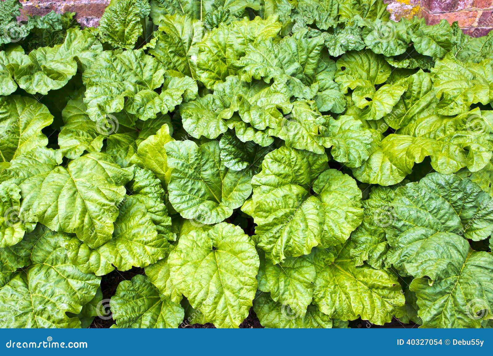 Rhubarb Growing in a Vegetable Garden. Stock Photo - Image of crop ...