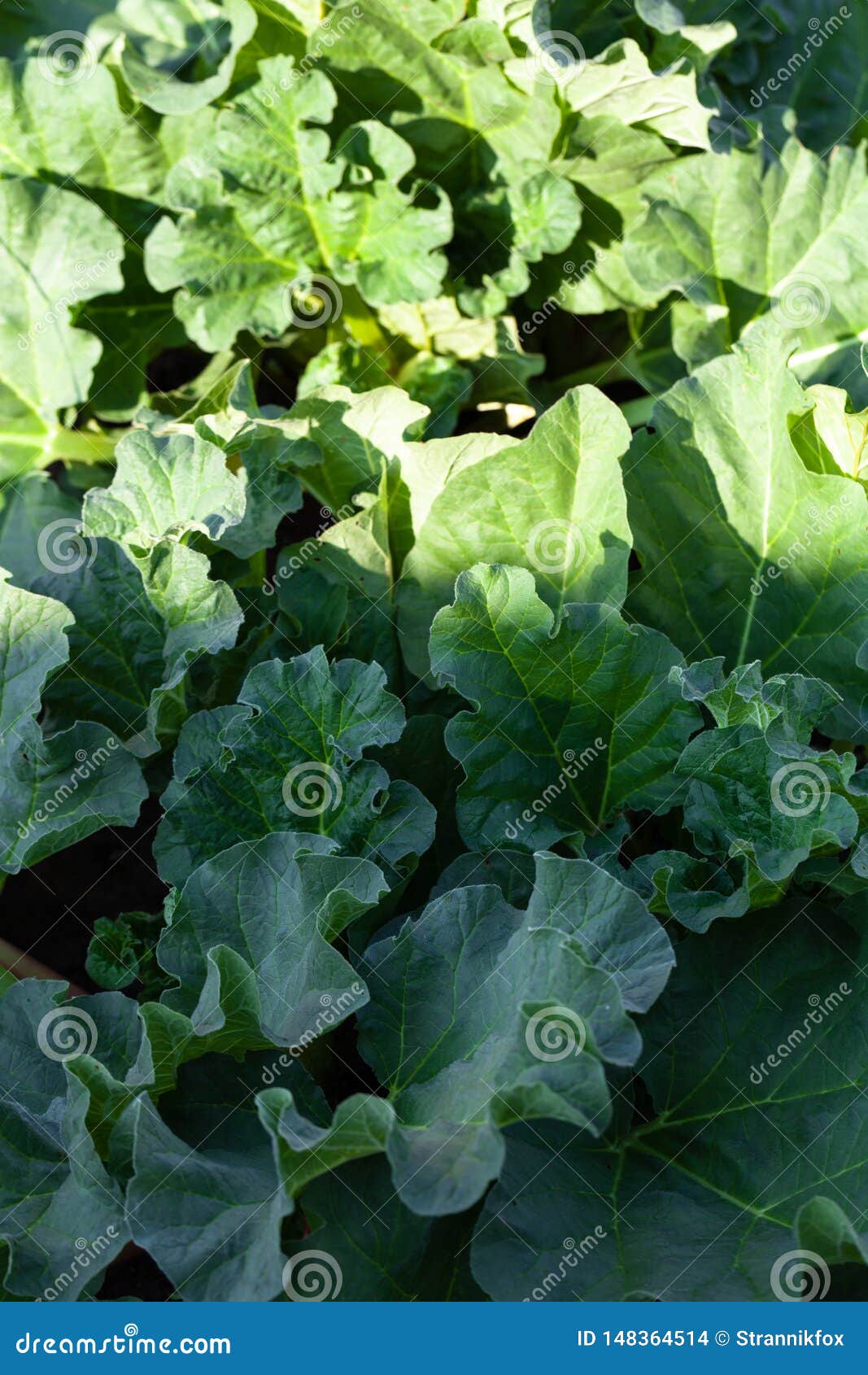 Rhubarb Grows in the Garden in the Garden. First Spring Harvest ...