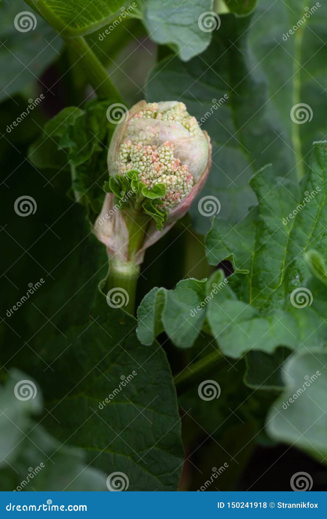 Rhubarb Grows in the Garden in the Garden. First Spring Harvest ...
