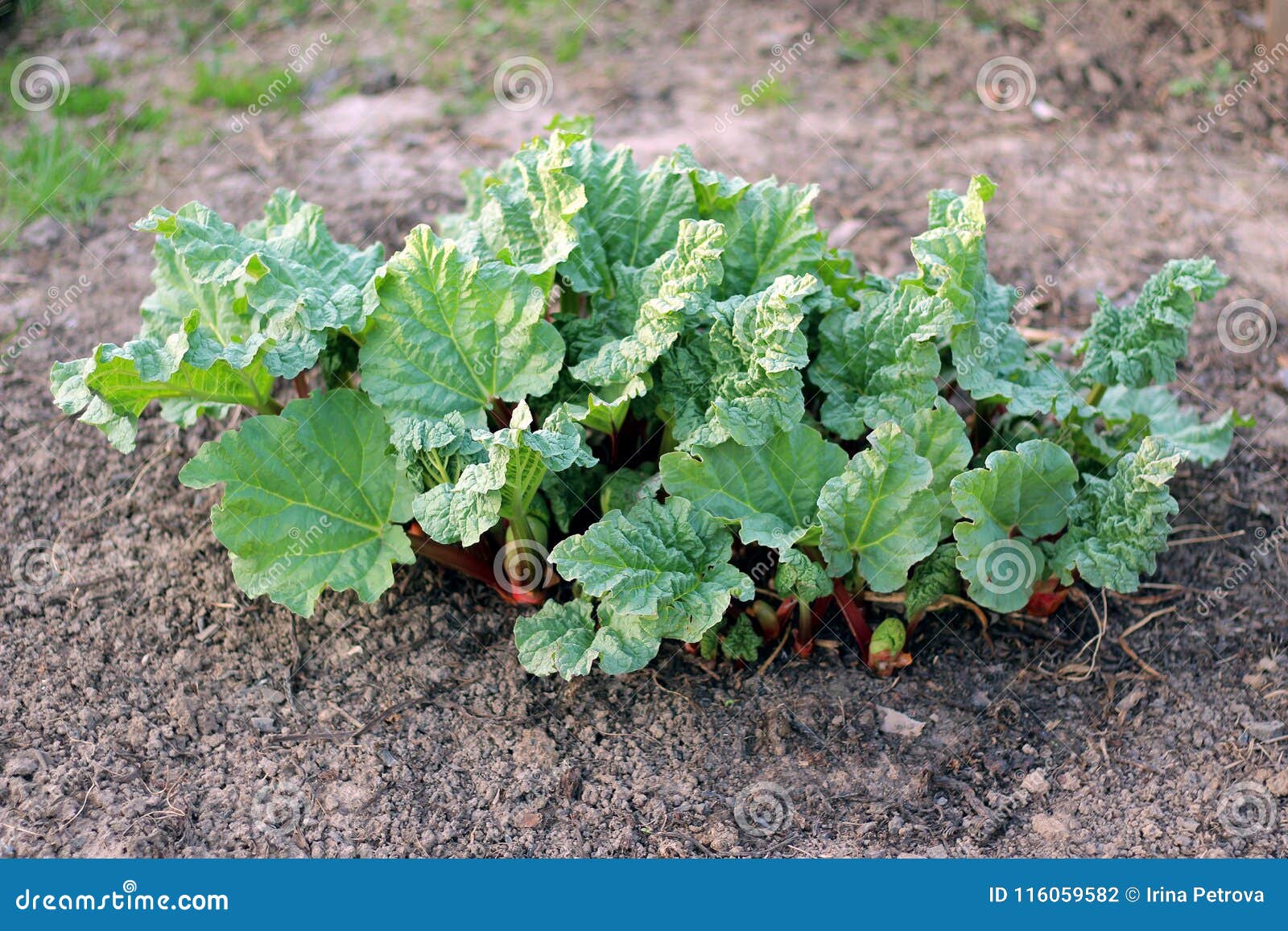Rhubarb Grows in the Garden Stock Photo - Image of gardening, bush ...