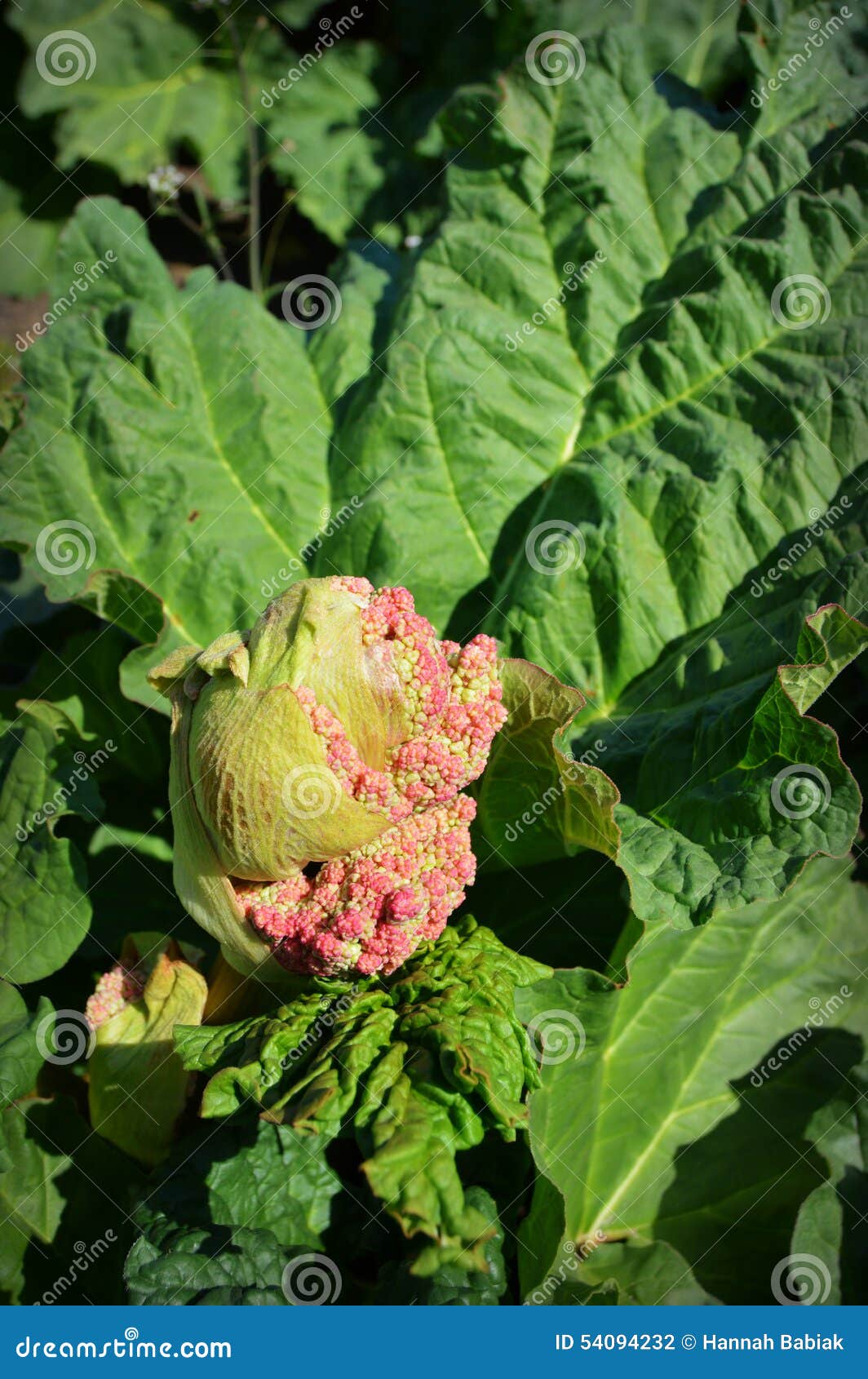 Rhubarb stock photo. Image of nature, focus, leaf, fruit - 54094232