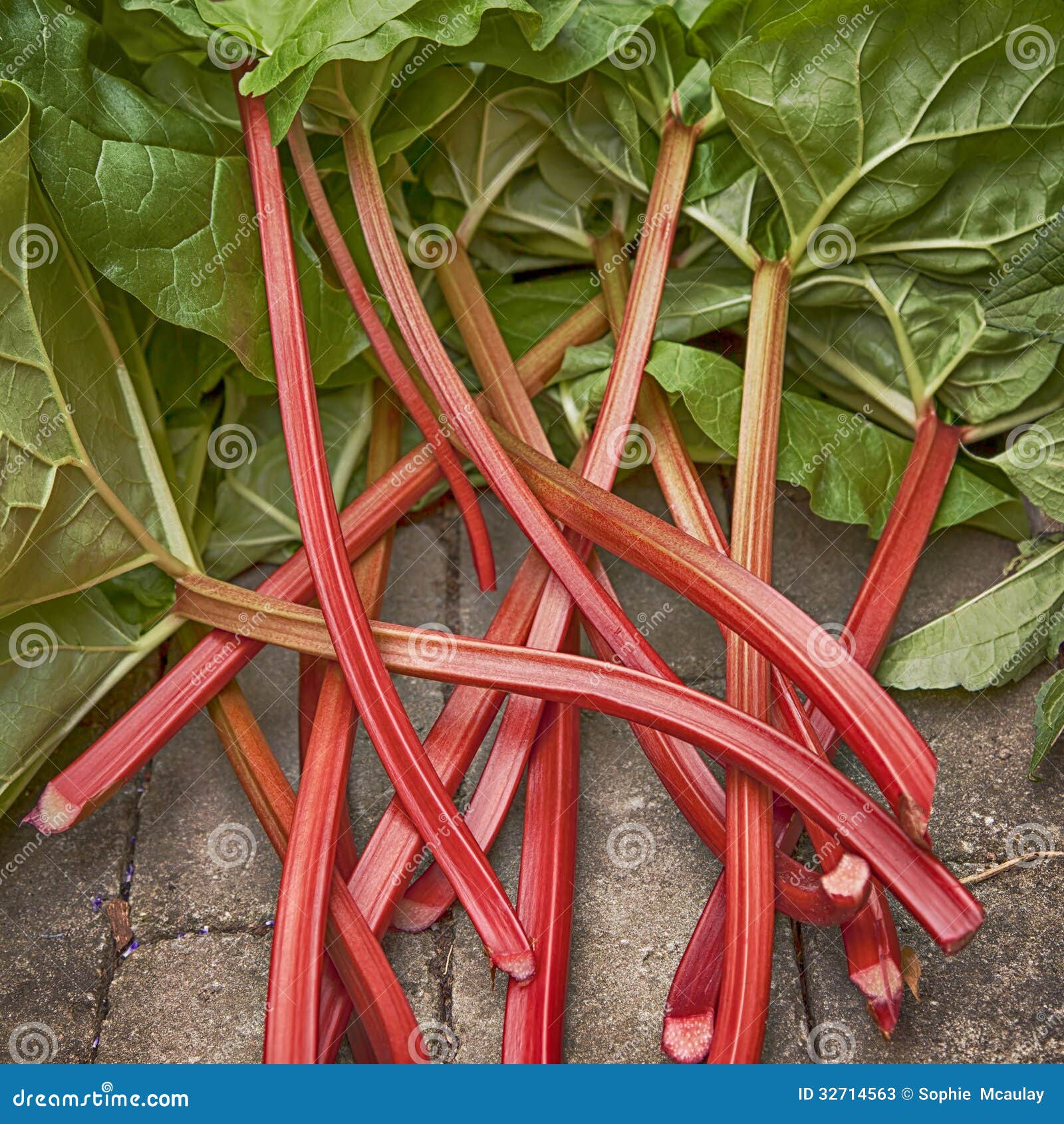 Rhubarb stock image. Image of market, ingredient, rhubarb - 32714563